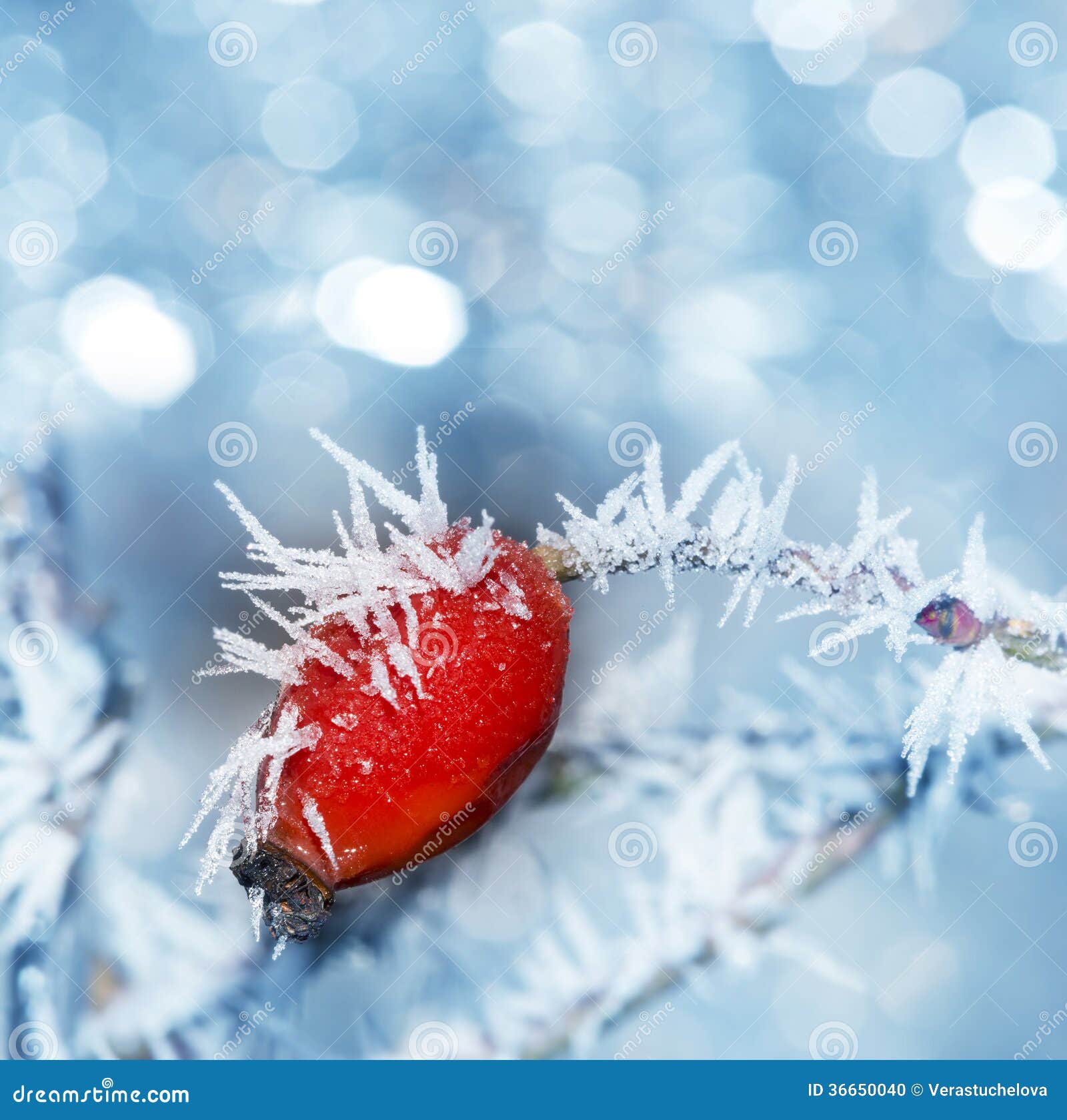 Frozen hip stock photo. Image of background, nature, fresh - 36650040