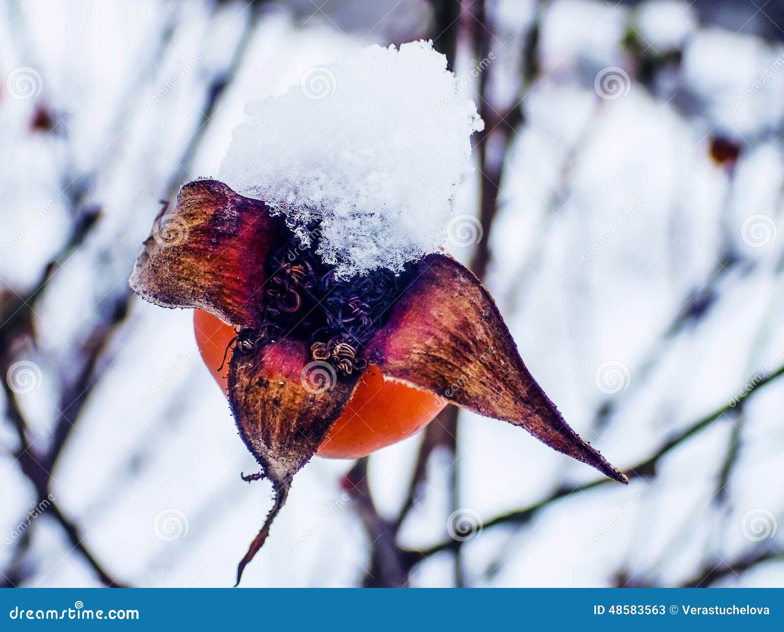 Frozen hip stock image. Image of blue, berry, hips, healthy - 48583563