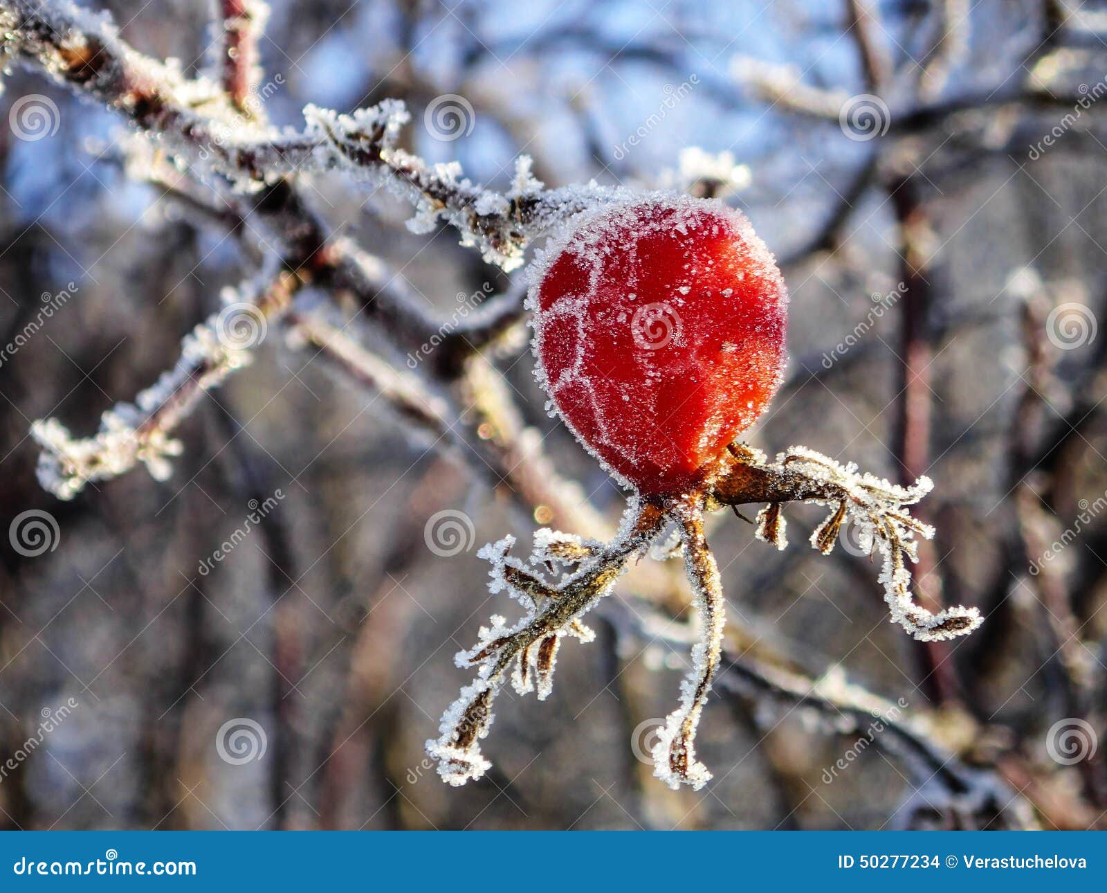 Frozen hip stock photo. Image of medicinal, hoarfrost - 50277234