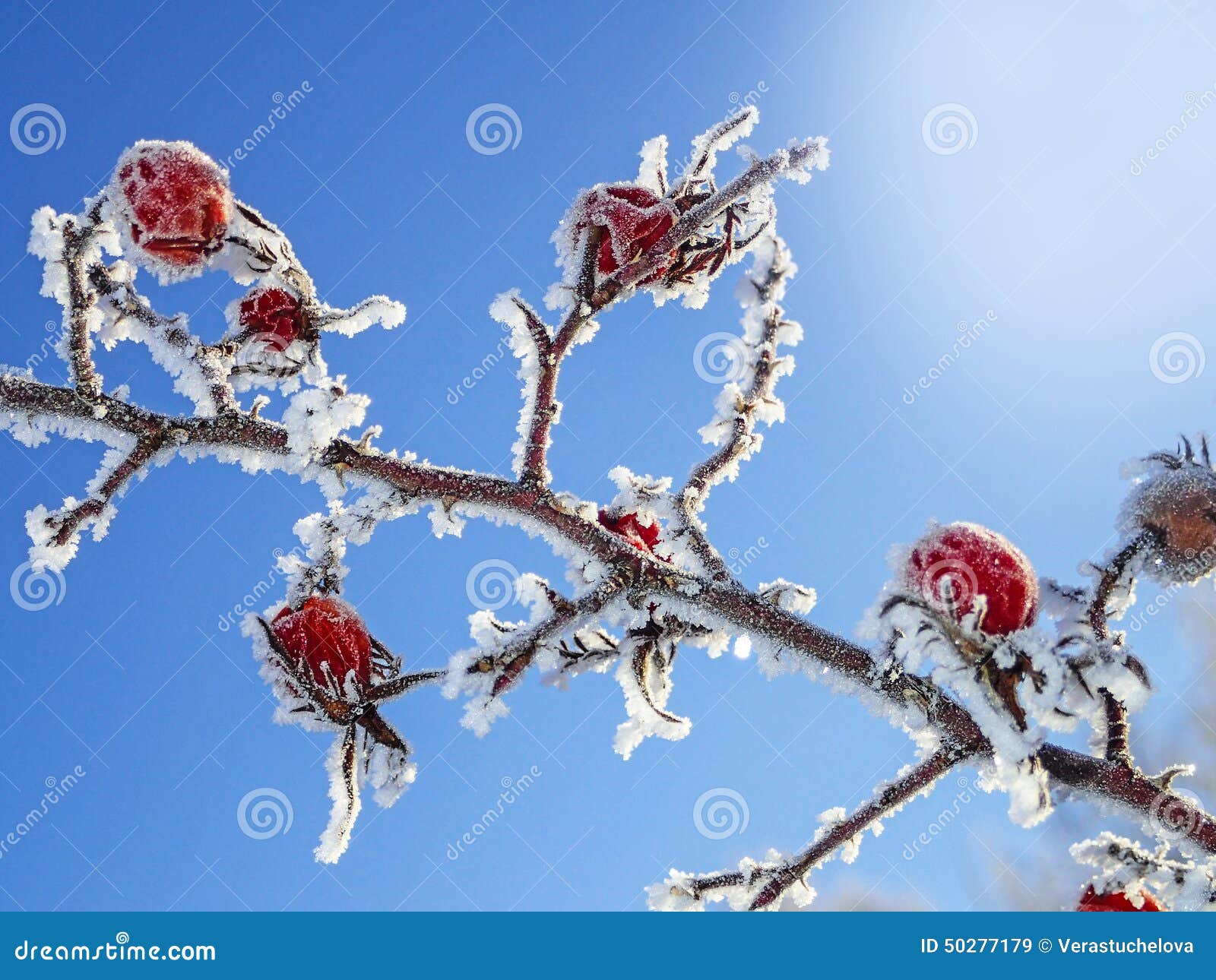 Frozen hips stock image. Image of freeze, medicinal, cold - 50277179