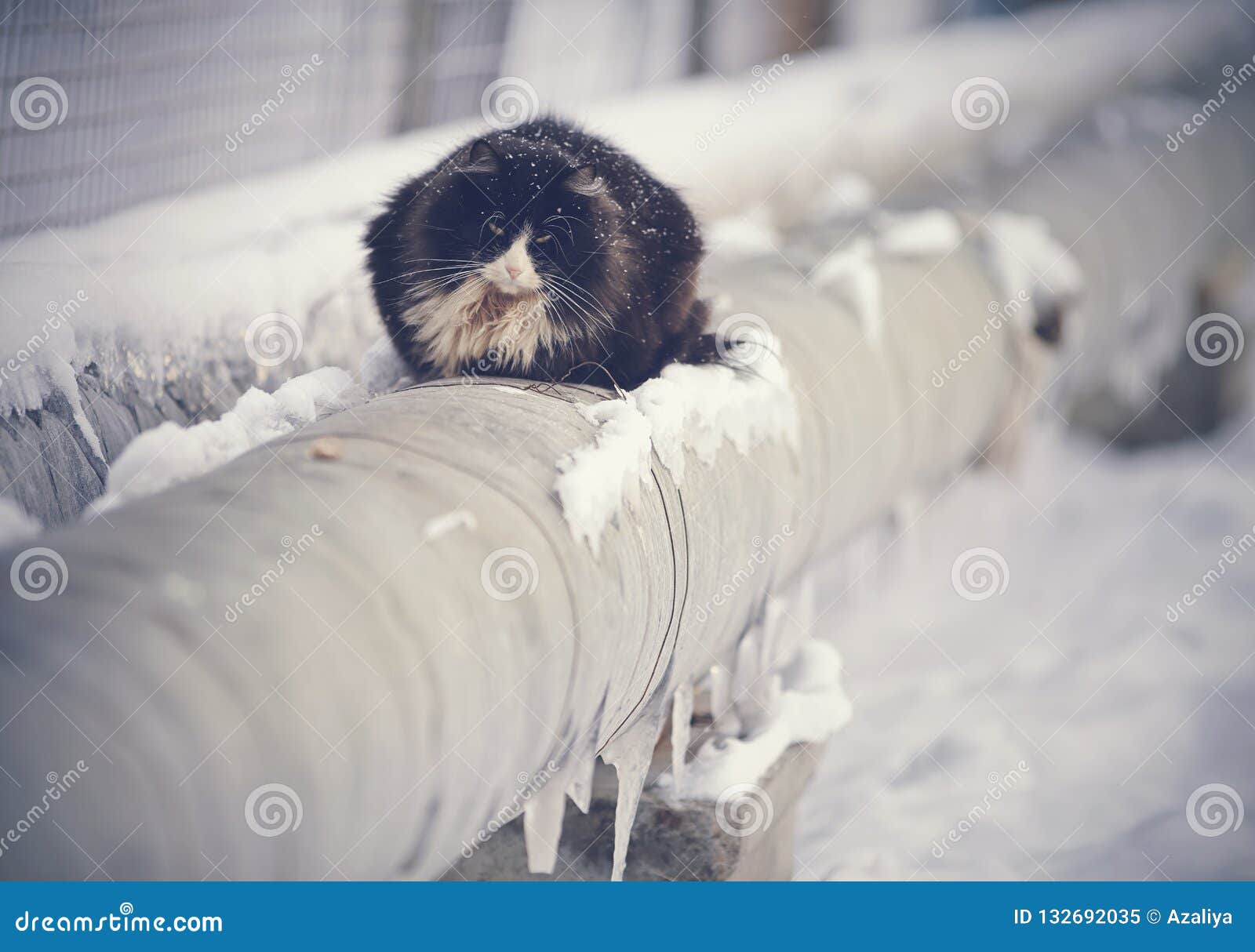 Frozen Homeless Cat Basking in the Winter on the Pipes Stock Image ...