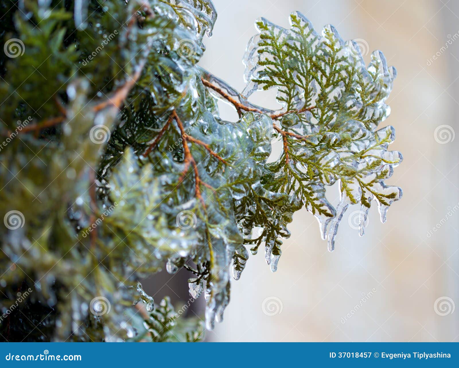 Frozen in the ice branches stock image. Image of beautiful - 37018457