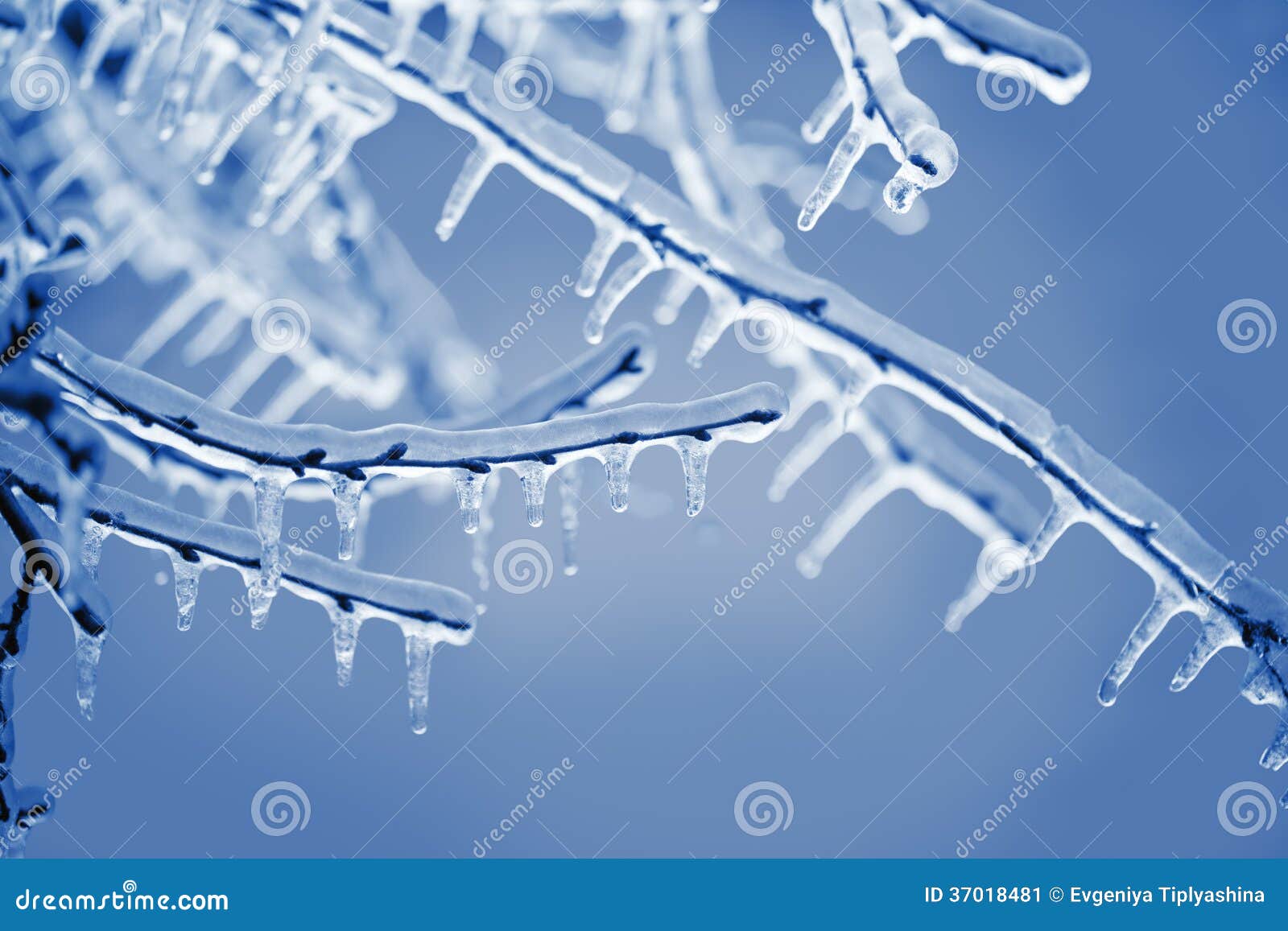 Frozen in the ice branches stock image. Image of december - 37018481