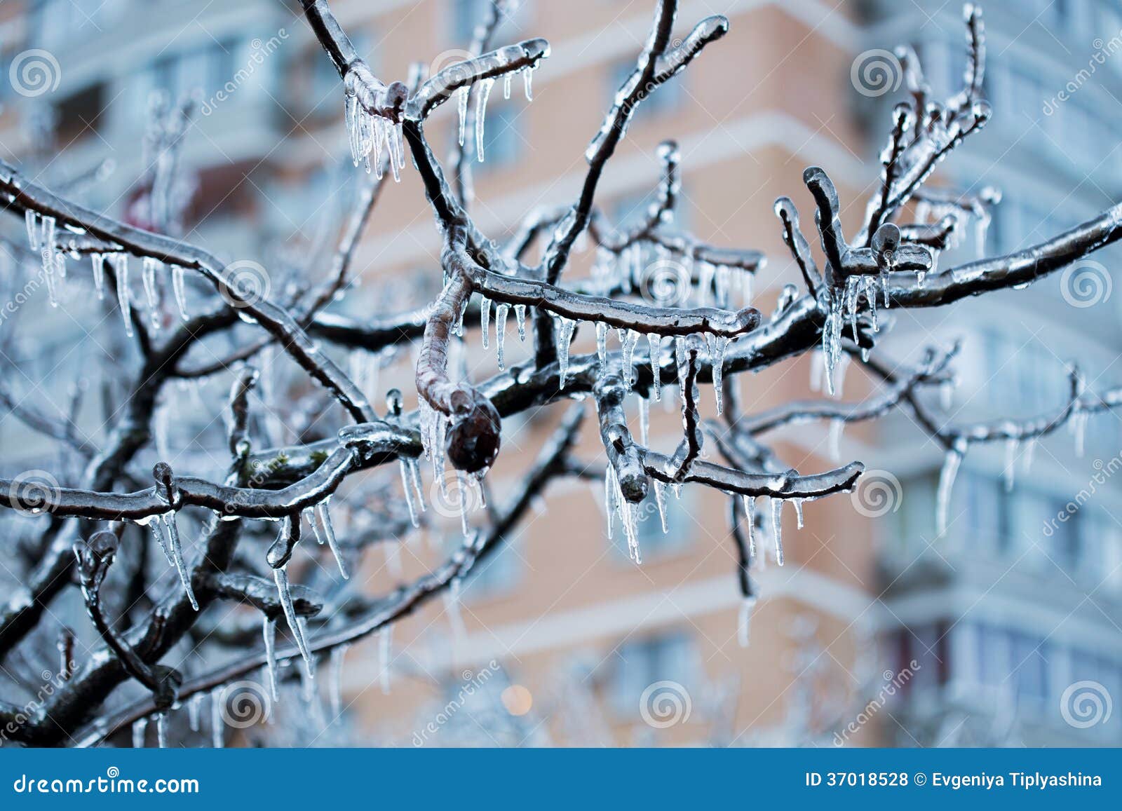 Frozen in the ice branches stock photo. Image of melting - 37018528