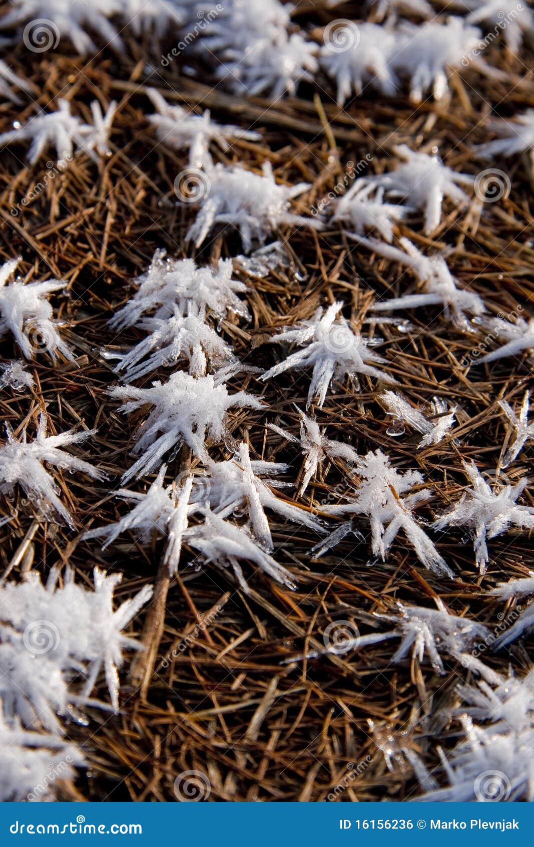 Frozen ice on dry grass stock photo. Image of textured - 16156236