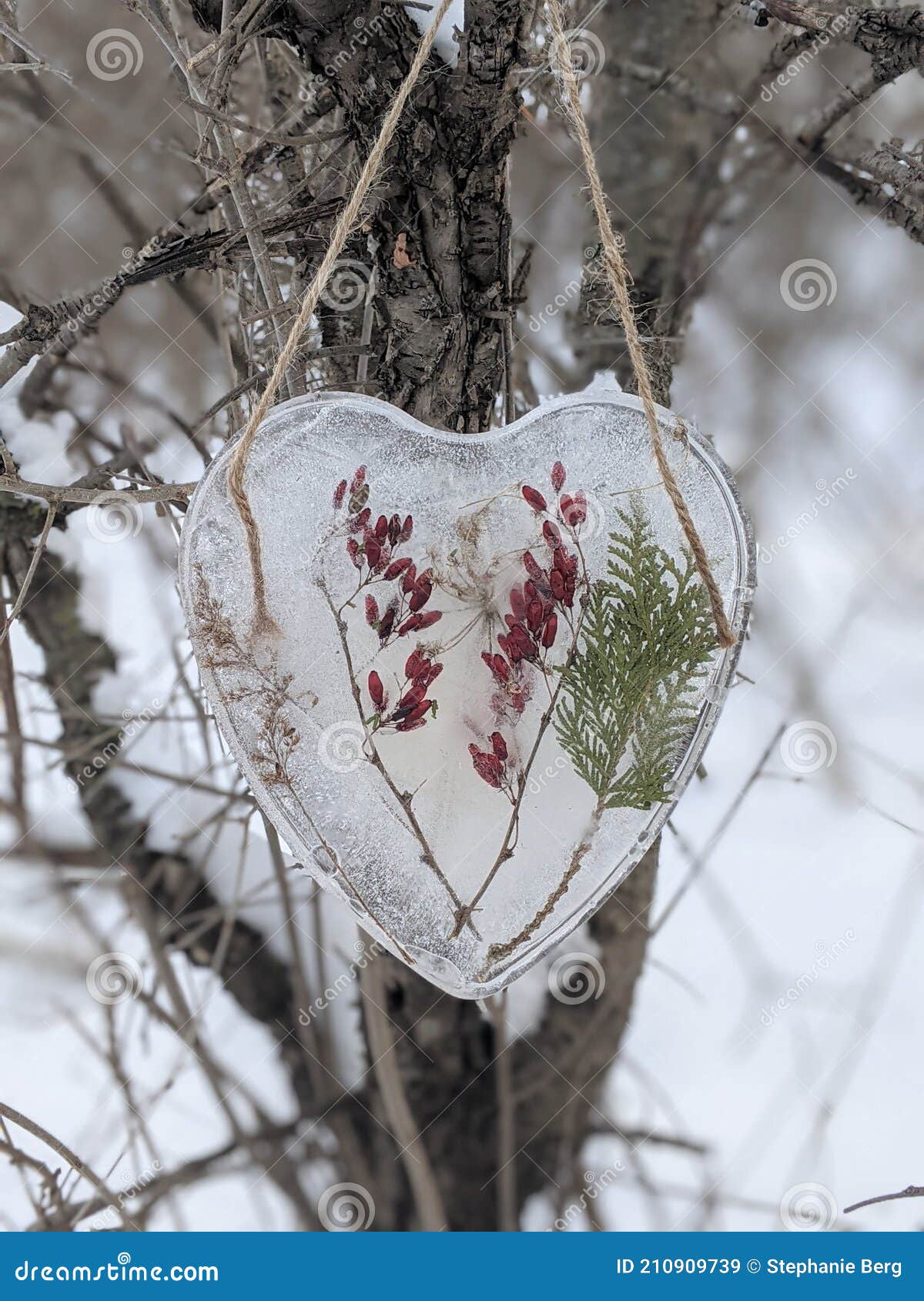 Frozen Ice Heart with Foliage Hanging on Tree Winter Snow Stock Image ...