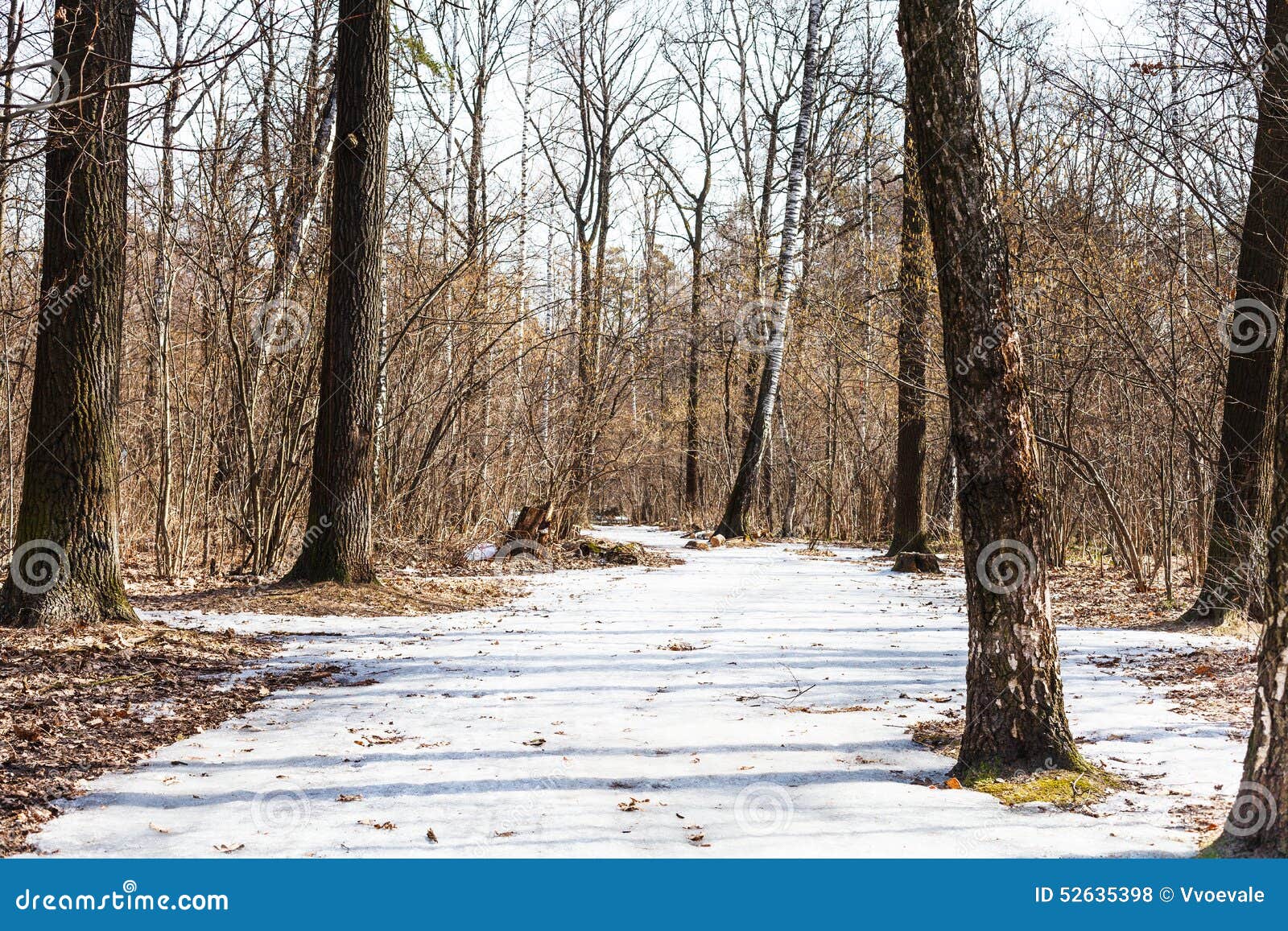 Frozen Ice Path in Spring Forest Stock Photo - Image of path, tree ...