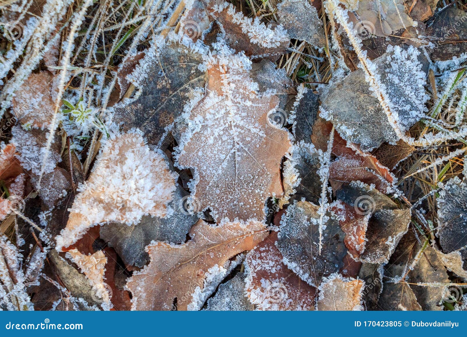 The Frozen Ice Sheets in the Winter , the Snowflakes Stock Image ...