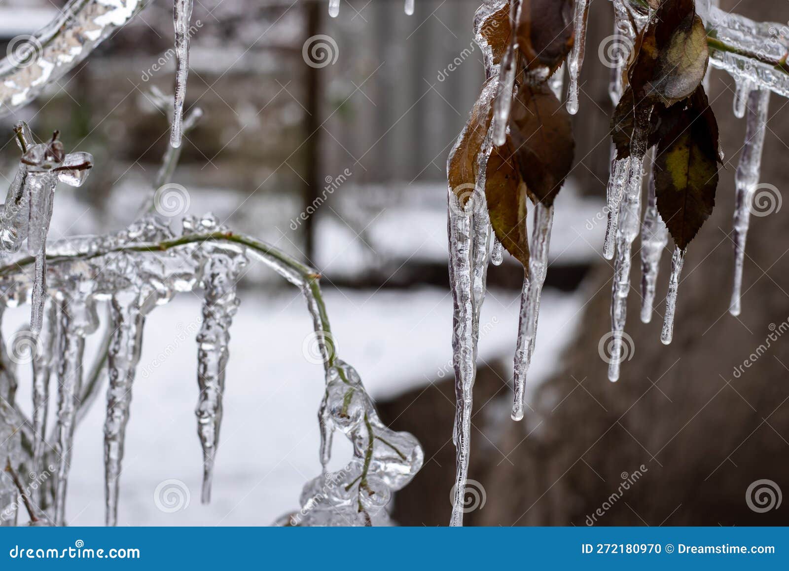Frozen in the Ice Tree Branches Close Up Stock Photo - Image of ...