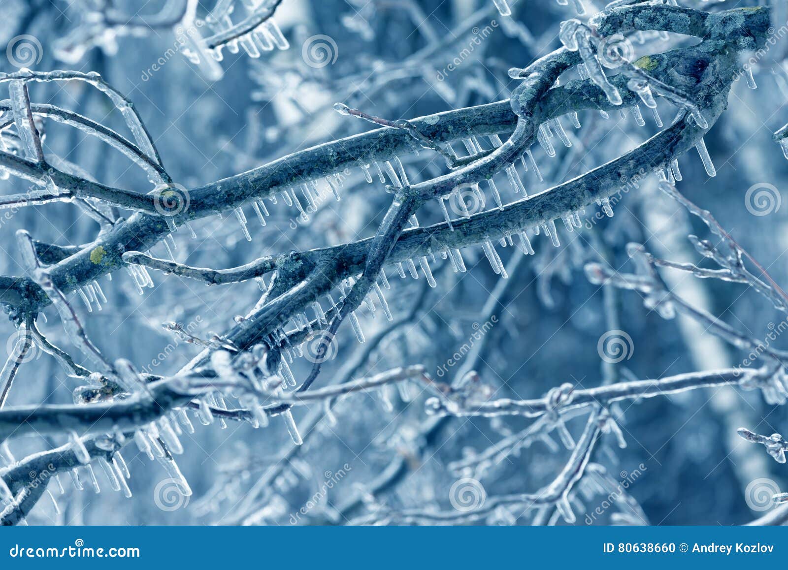 Frozen in the Ice Tree Branches. Frozen Tree Branch in Winter. Stock ...