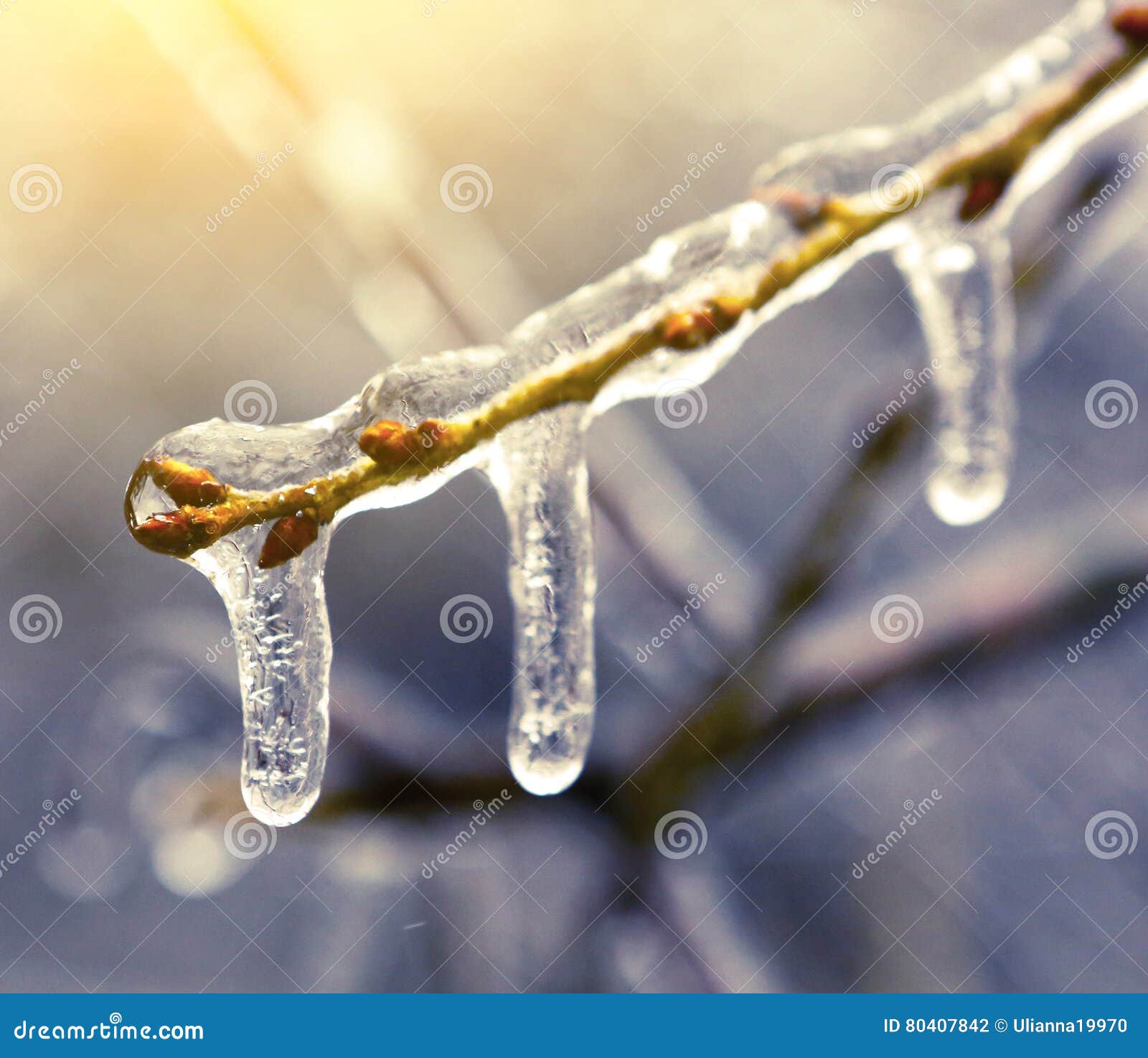 Frozen in Ice Tree Branches, Iced Trees Stock Photo - Image of crystal ...