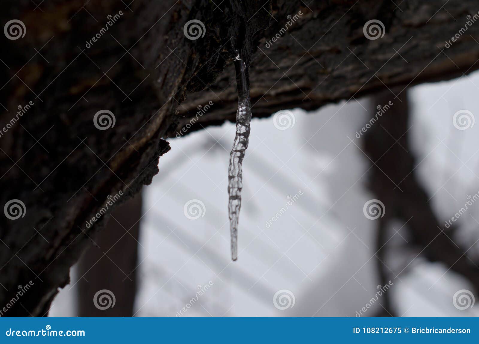 Frozen Icicle Hanging from a Tree Branch Stock Image - Image of ... Frozen Icicle Hanging from a Tree Branch Stock Image - Image of ...
