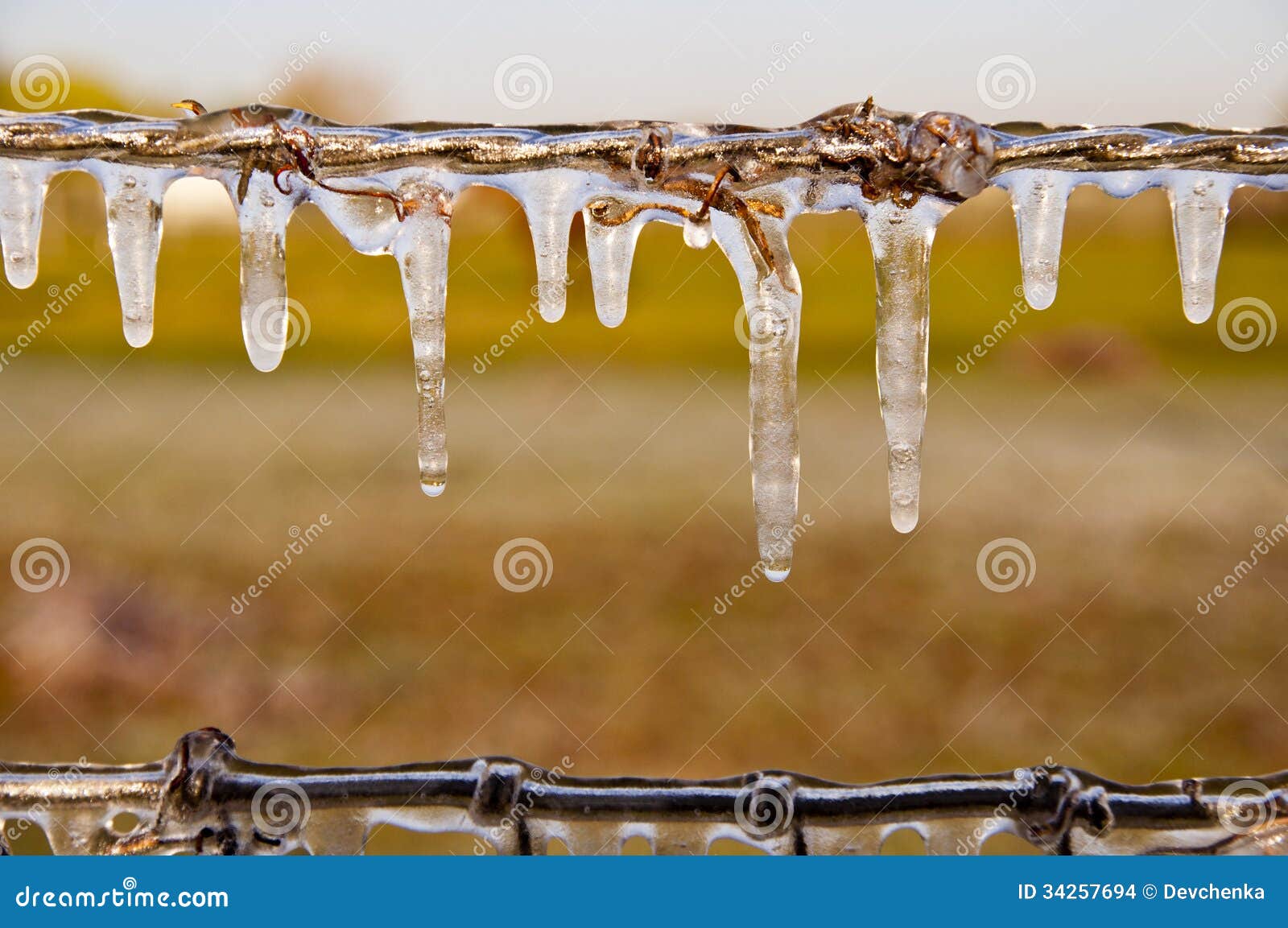 Frozen icicles stock photo. Image of season, frost, attractive - 34257694
