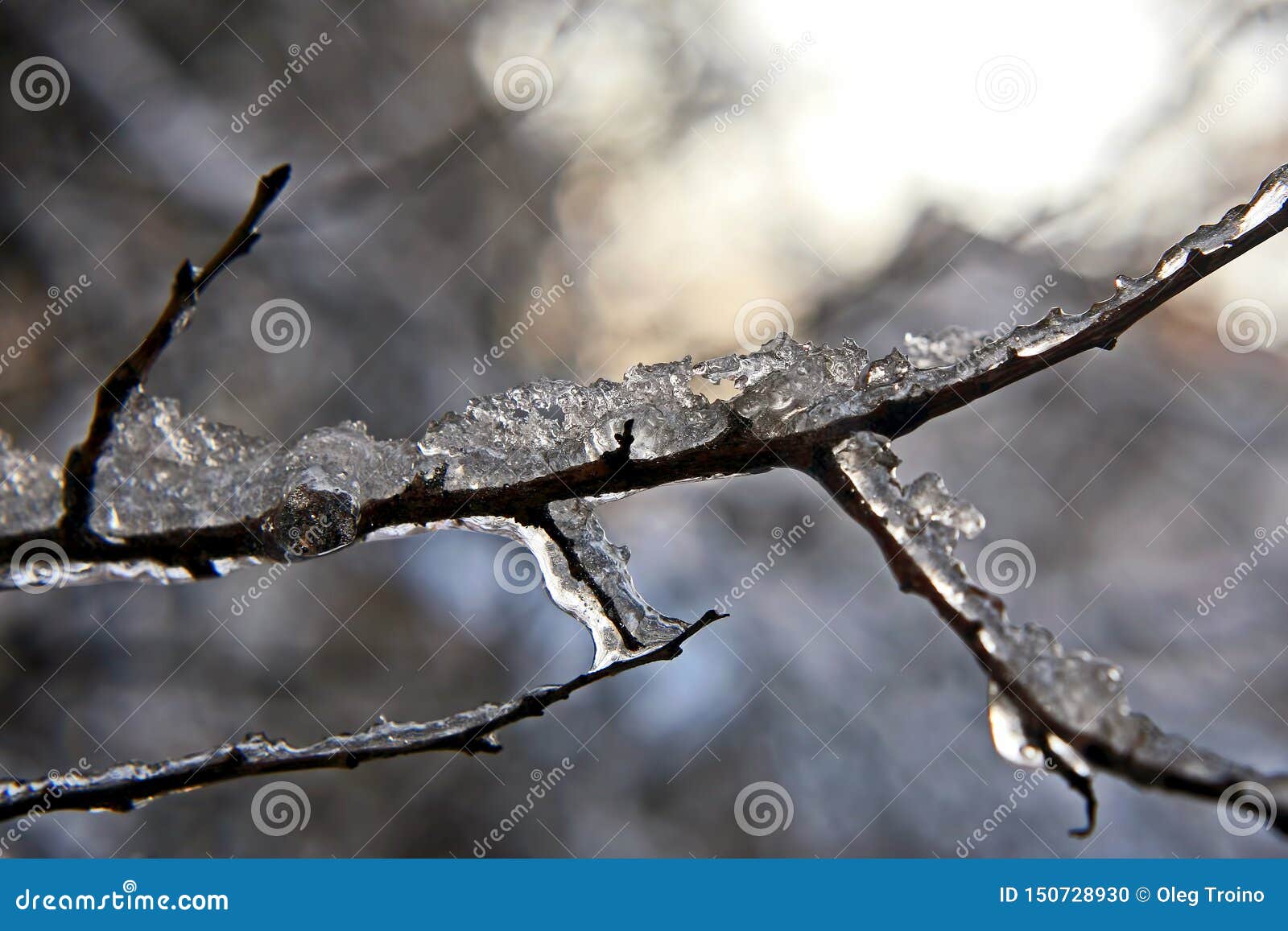 Frozen Icicles on the Tree Branches. the Seasons of Nature Stock Photo ...