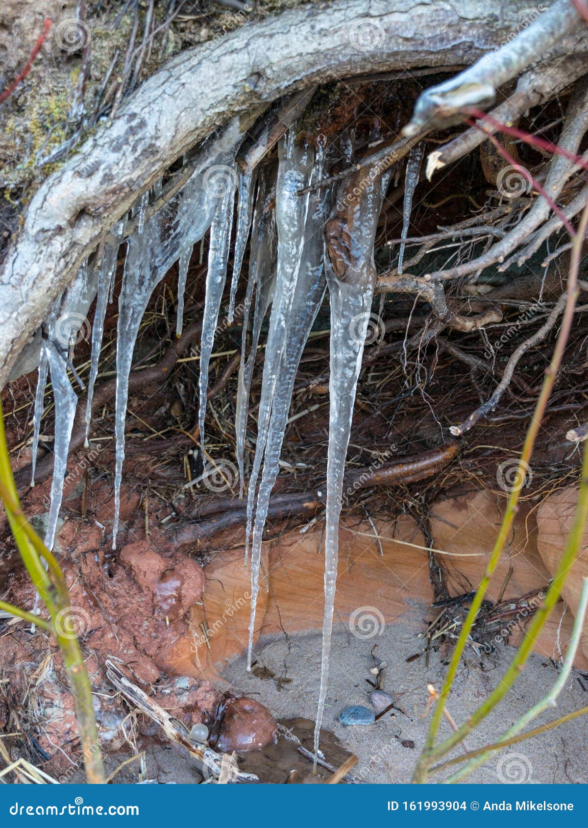 Frozen Icicles and Tree Roots Stock Photo - Image of river, cold: 161993904