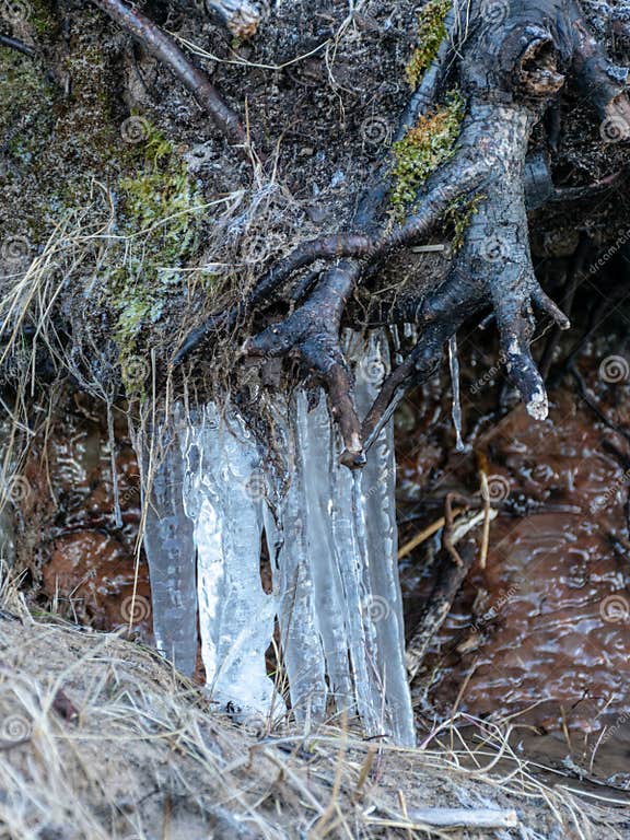 Frozen Icicles and Tree Roots Stock Photo - Image of nature, frozen ...