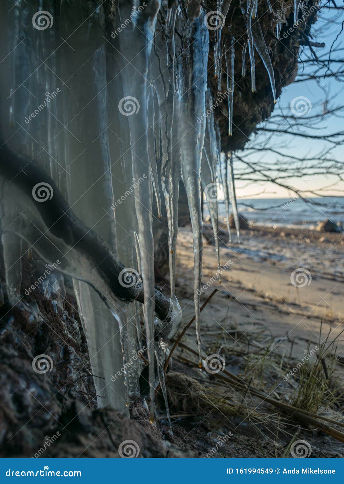 Frozen Icicles and Tree Roots Stock Image - Image of forest, frost ...
