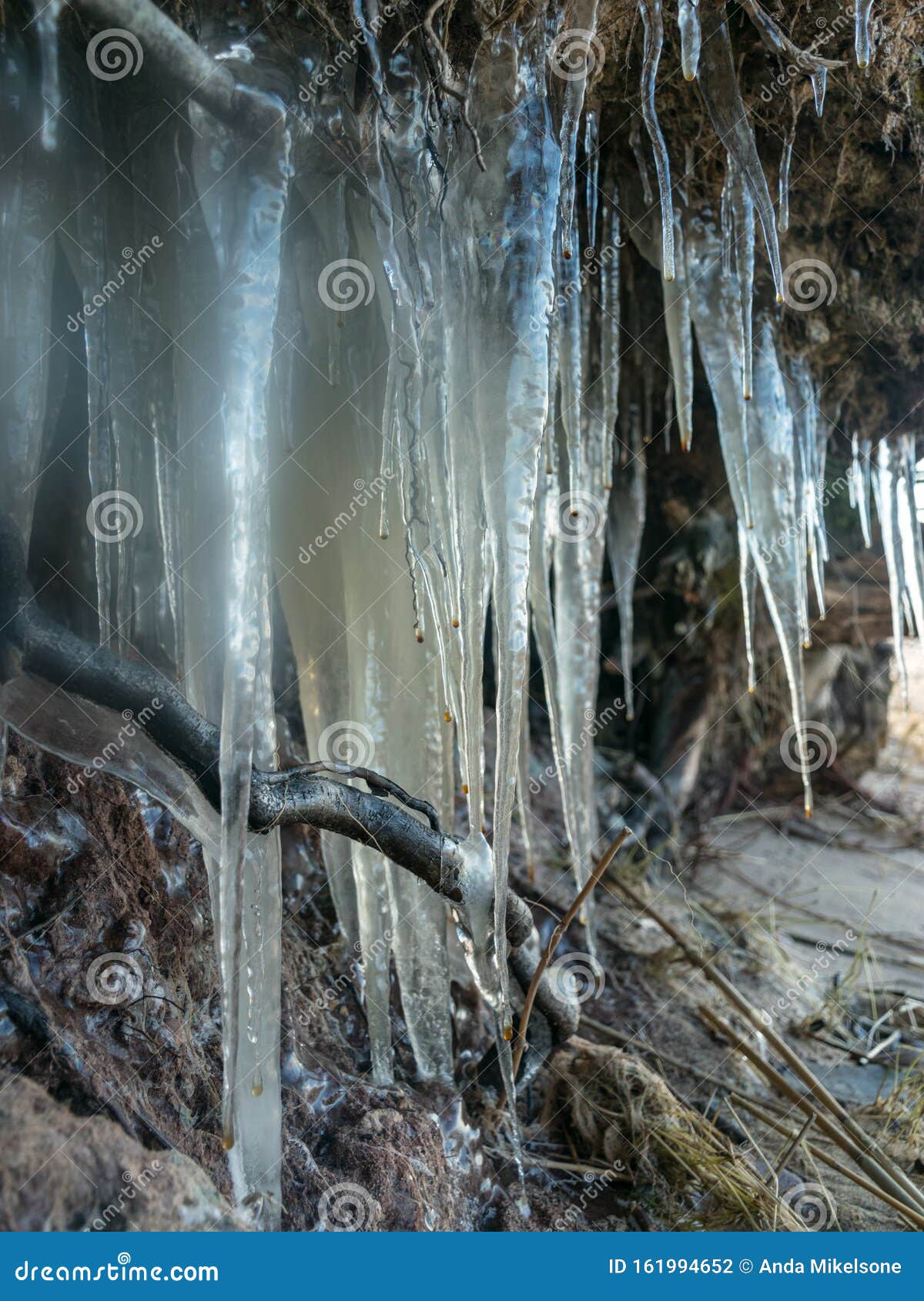 Frozen Icicles and Tree Roots Stock Photo - Image of beautiful, river ...