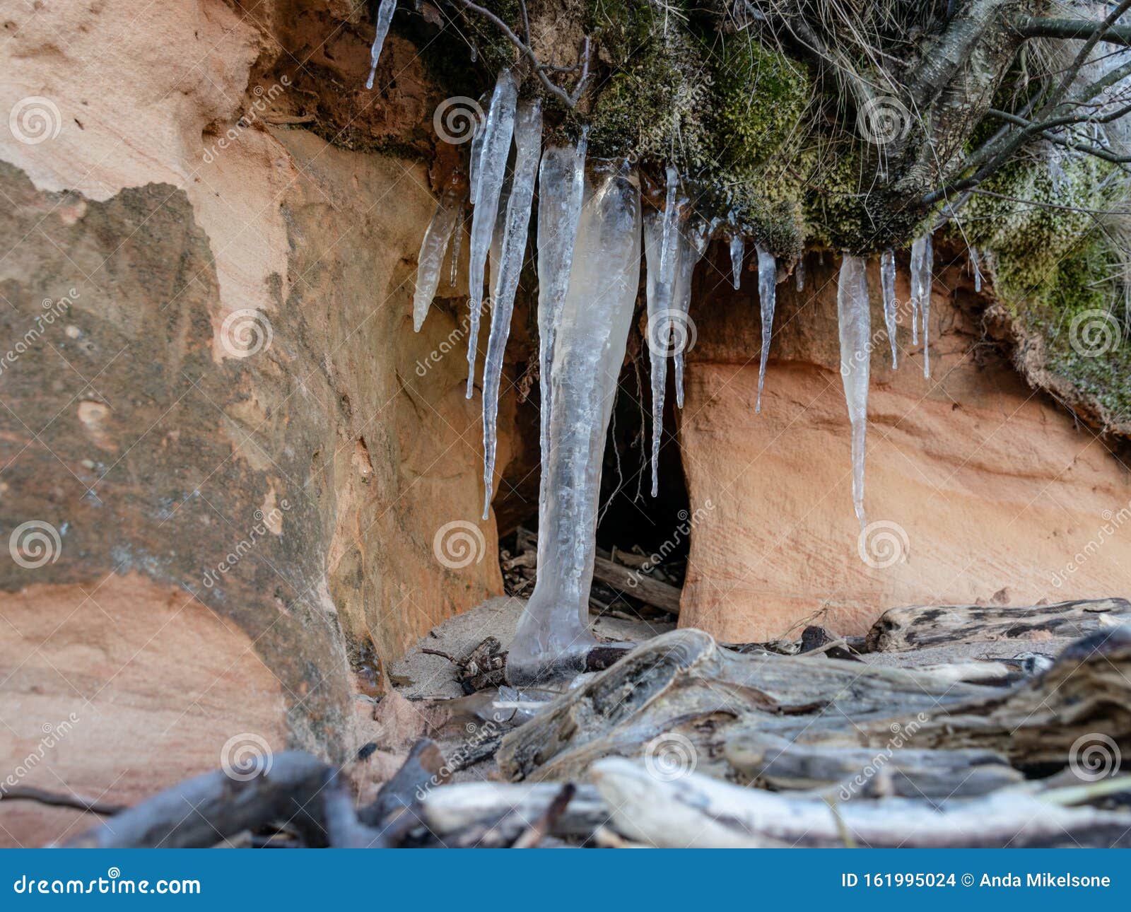 Frozen Icicles and Tree Roots Stock Photo - Image of water, snow: 161995024