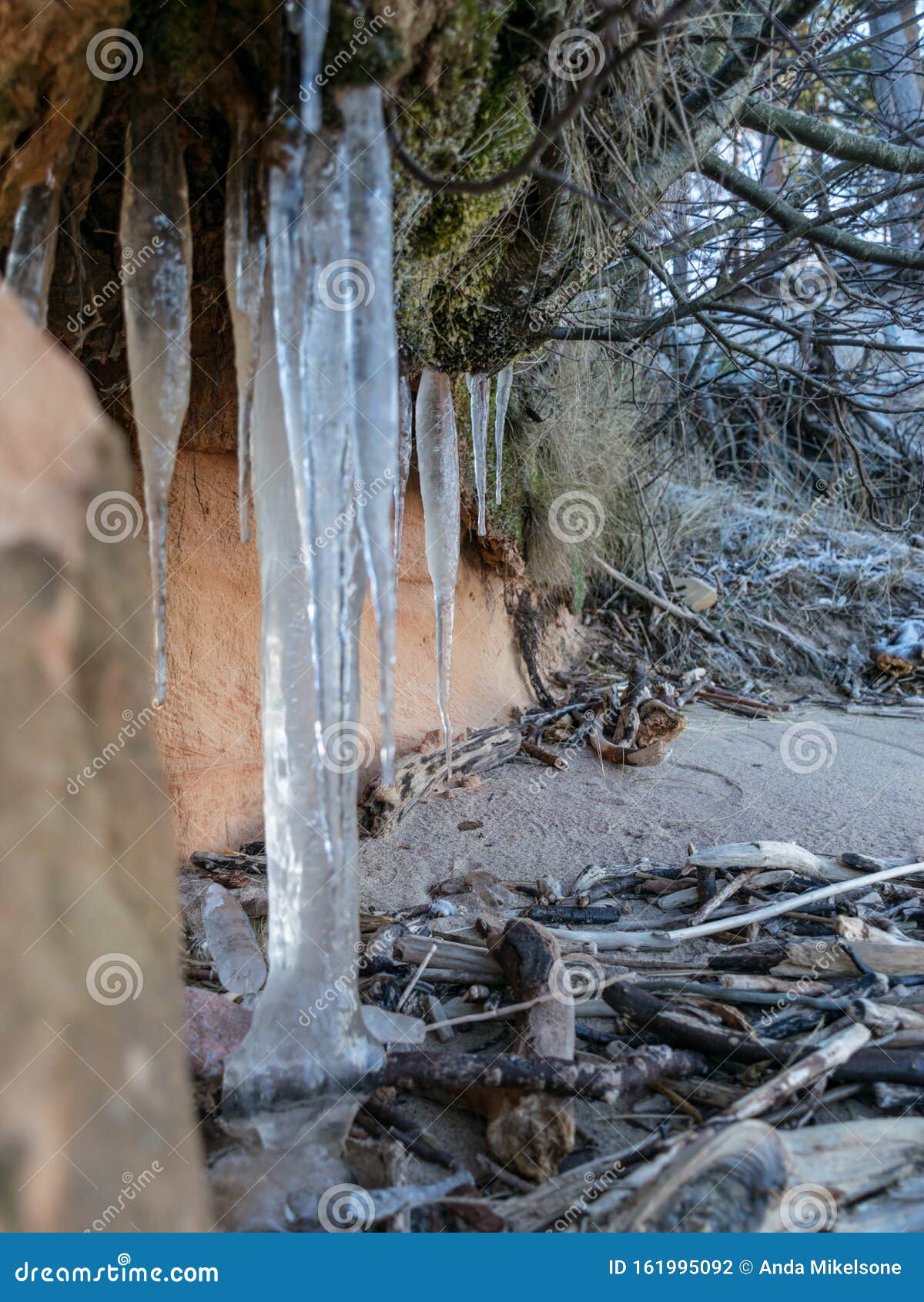 Frozen Icicles and Tree Roots Stock Photo - Image of snow, forest ...