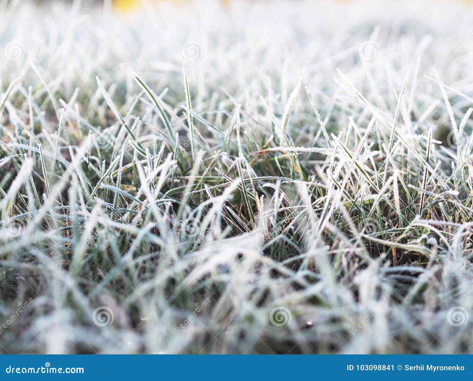 Frozen icy grass stock image. Image of morning, winter - 103098841