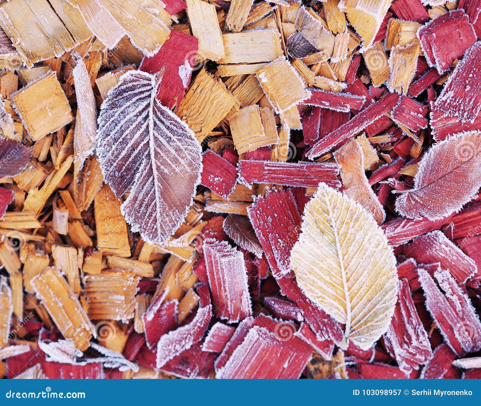 Frozen icy leaf at ground stock image. Image of frost - 103098957
