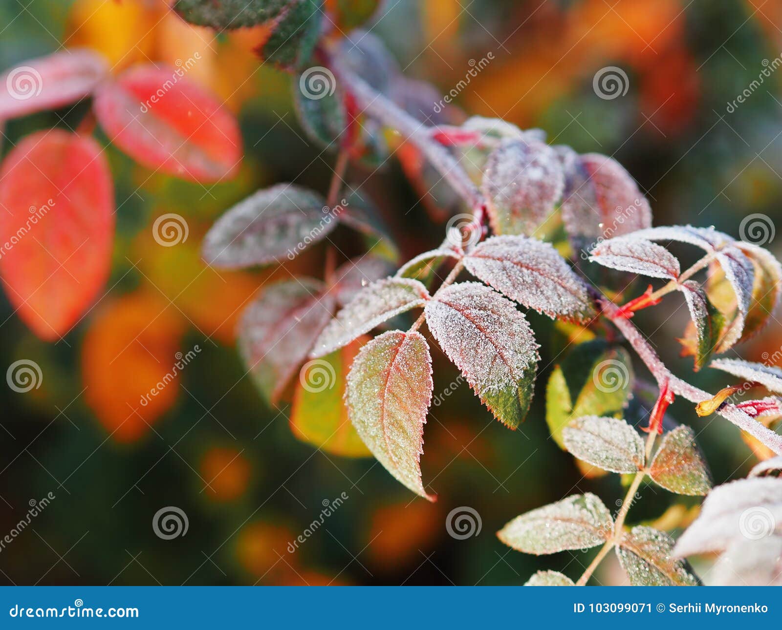 8,170 Icy Garden Leaf Stock Photos - Free & Royalty-Free Stock Photos ...