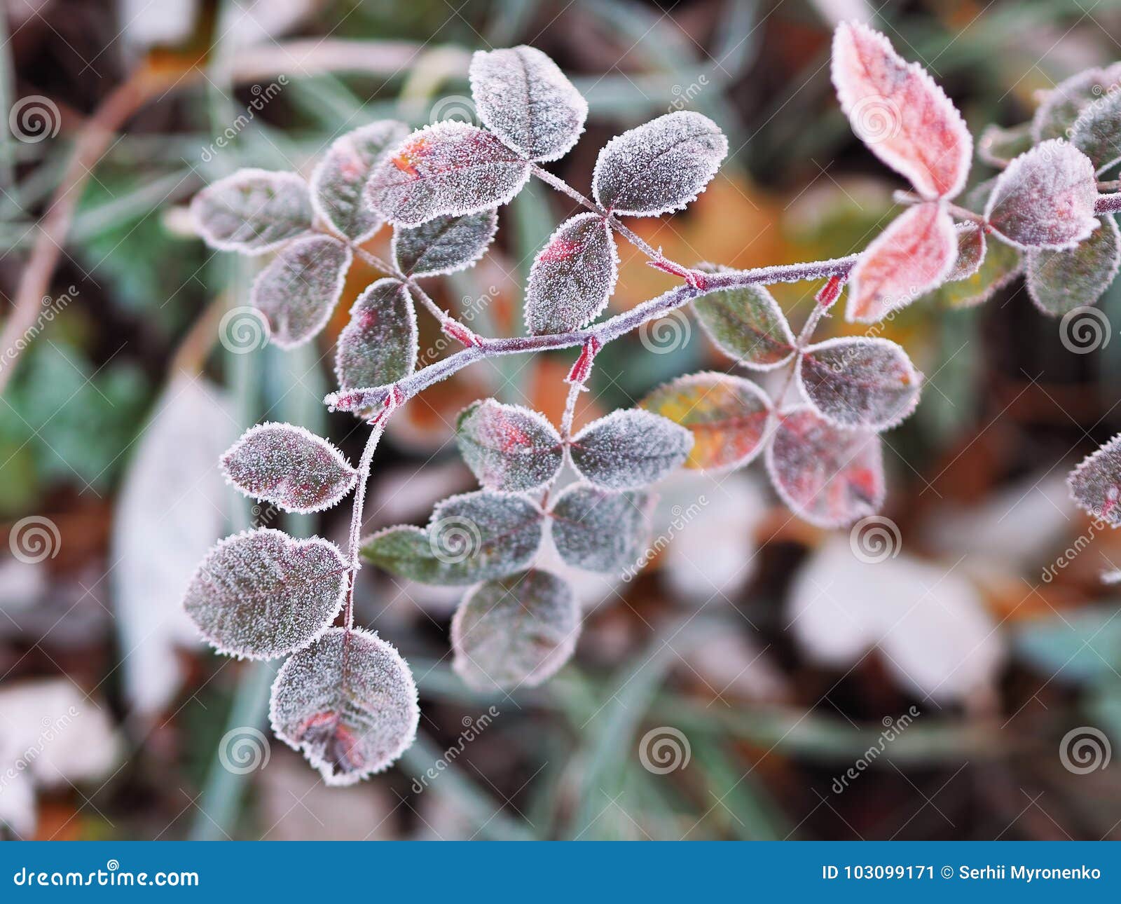Frozen icy leaf at ground stock image. Image of grass - 103099171