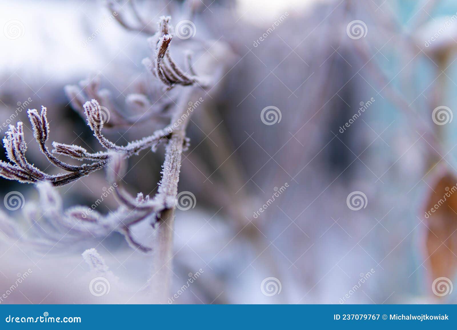 Frozen Icy Twig during Frost with a Blurred Background Stock Image ...