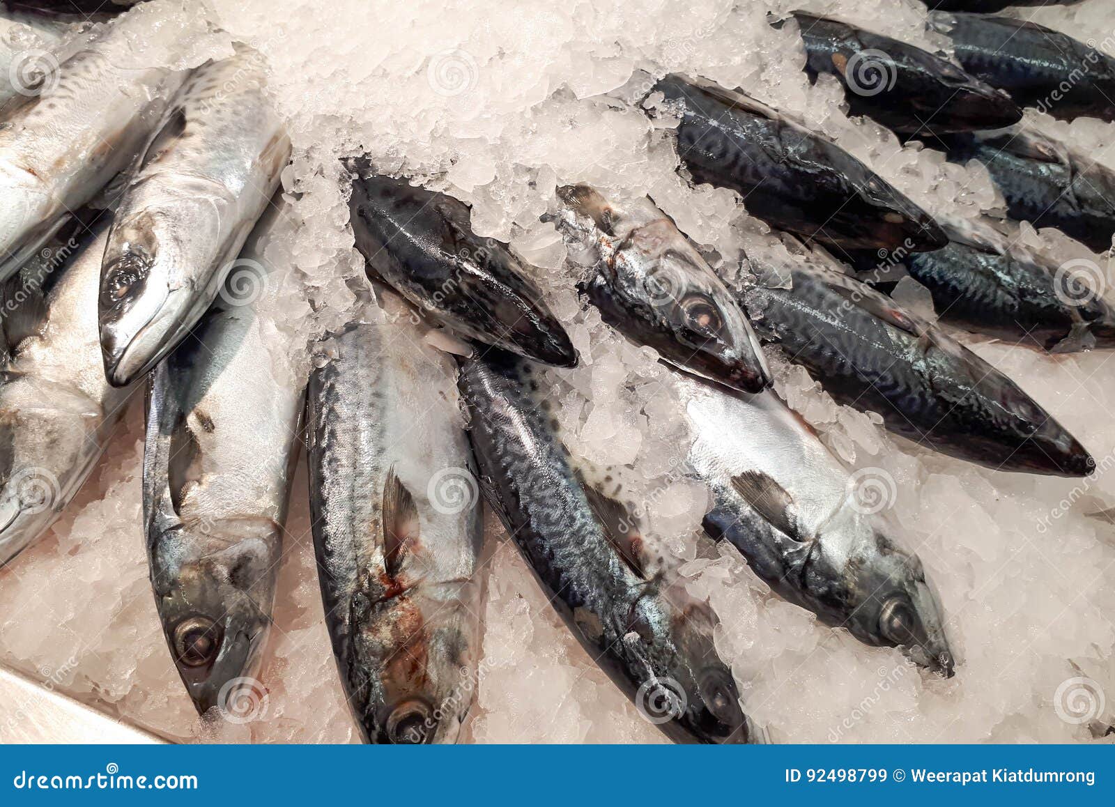 Frozen Japanese Saba fish stock image. Image of seafood - 92498799