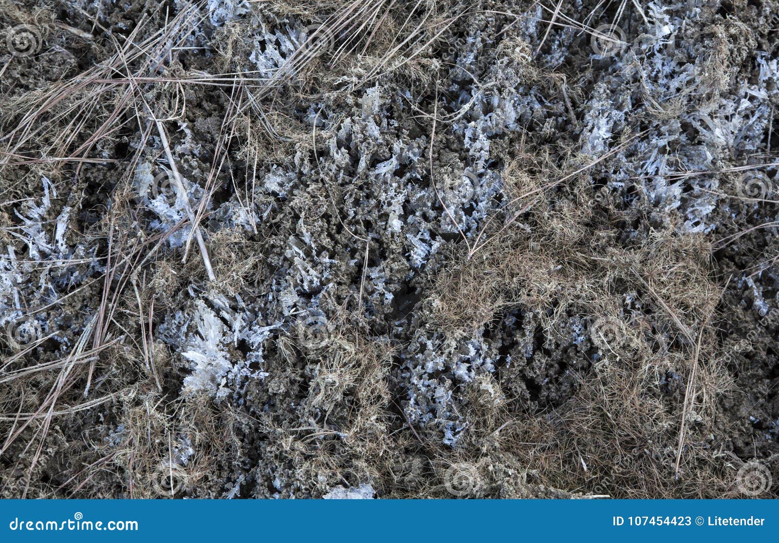 Frozen Lake Bed with Needle Ice Stock Image - Image of frozen, winter ...