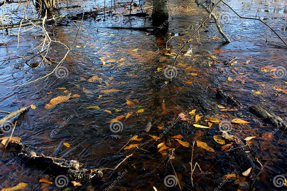 Frozen lake stock image. Image of slough, pond, woods - 43317403