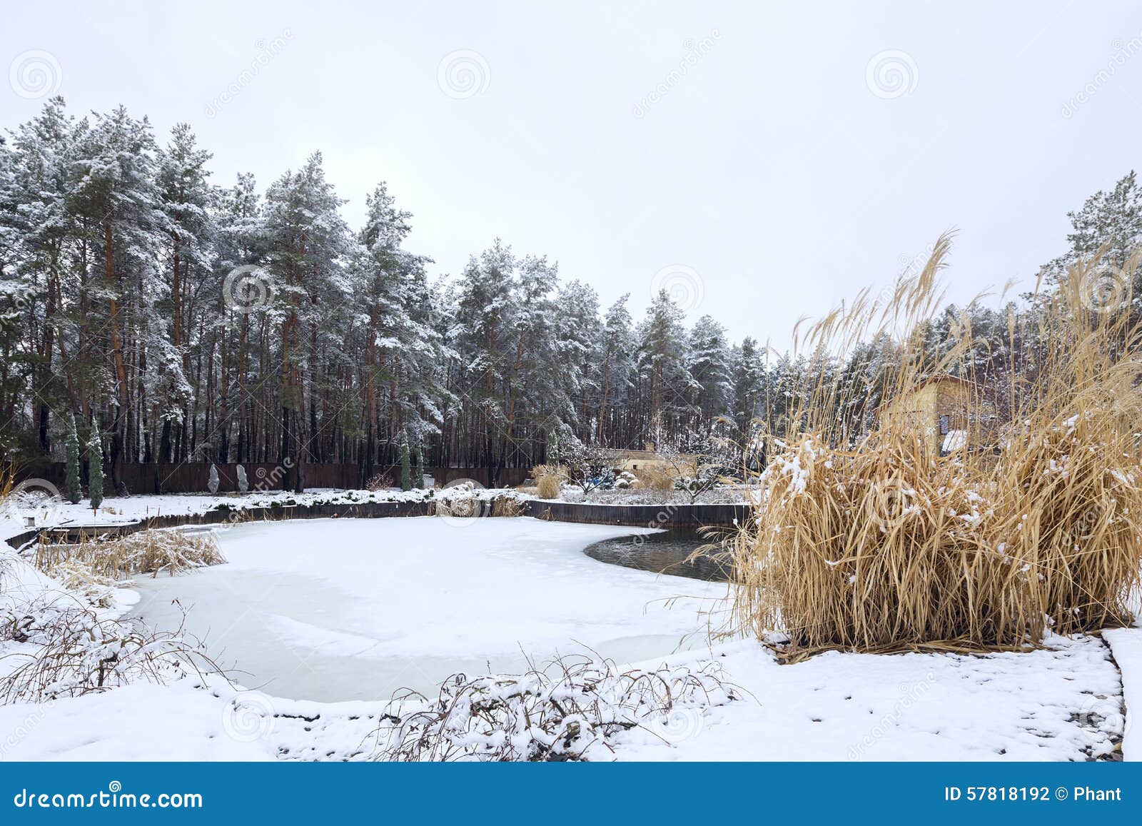 Frozen lake in the forest stock photo. Image of water - 57818192