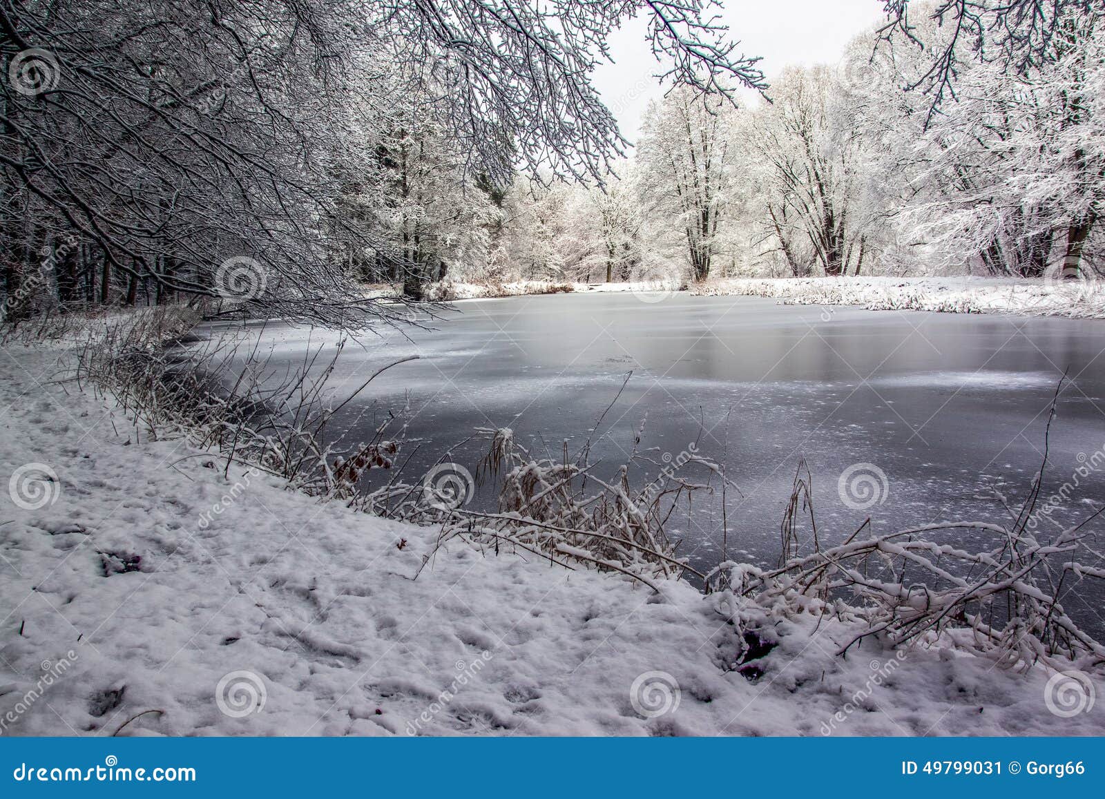 Frozen lake in the forest stock image. Image of frozen - 49799031