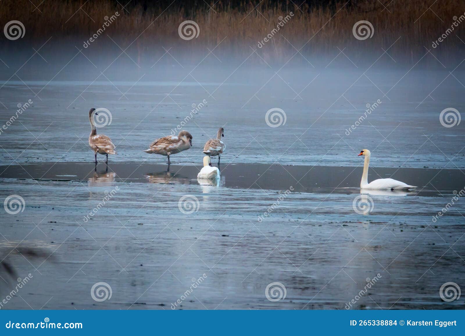 On a Frozen Lake Stand a Few Swans Stock Photo - Image of nature, pond ...