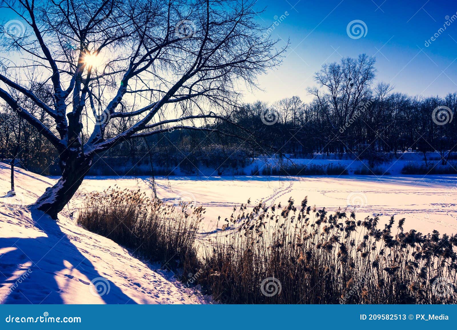 Frozen Lake and Tree Casting Shadow in Winter Stock Image - Image of ...