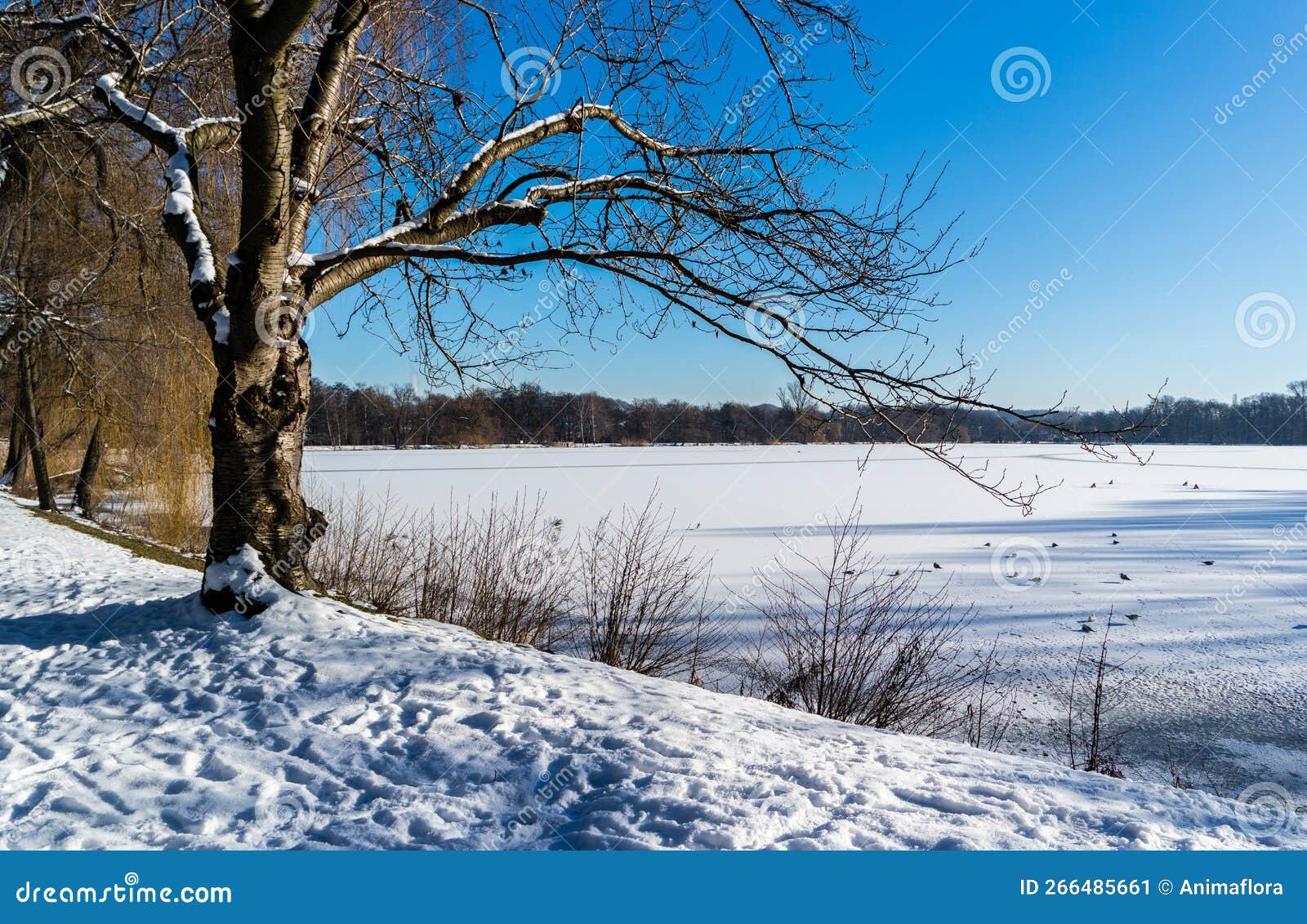 Frozen Lake in Winter Landscape Stock Image - Image of landscape ...