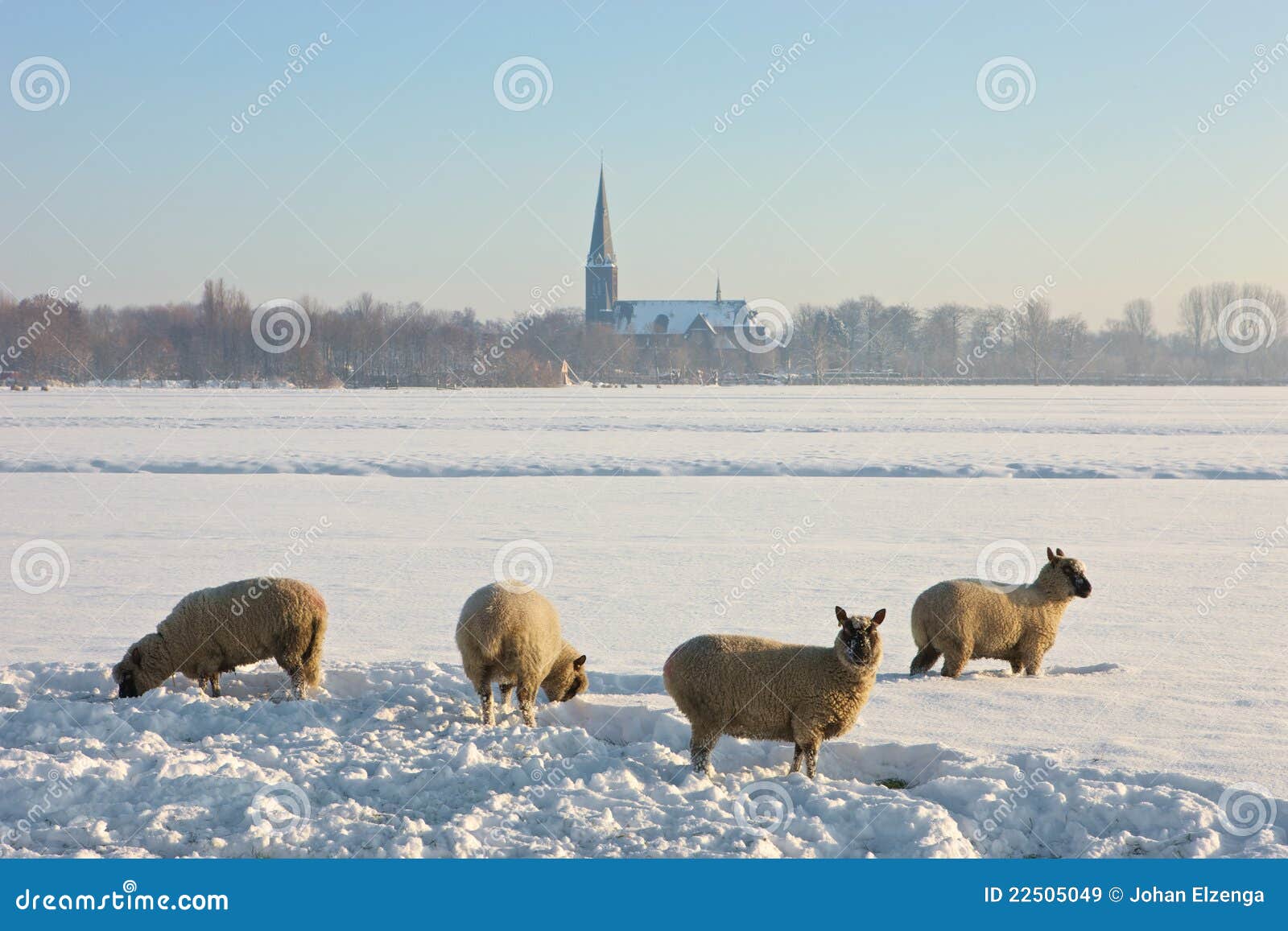 Four Sheep Walking In A Row In A Dry Farm Paddock Royalty-Free Stock ...