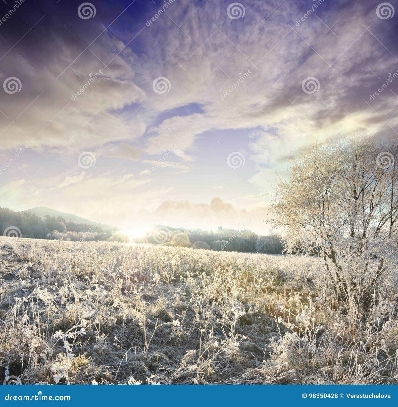 Frozen landscape stock photo. Image of grass, december - 98350428