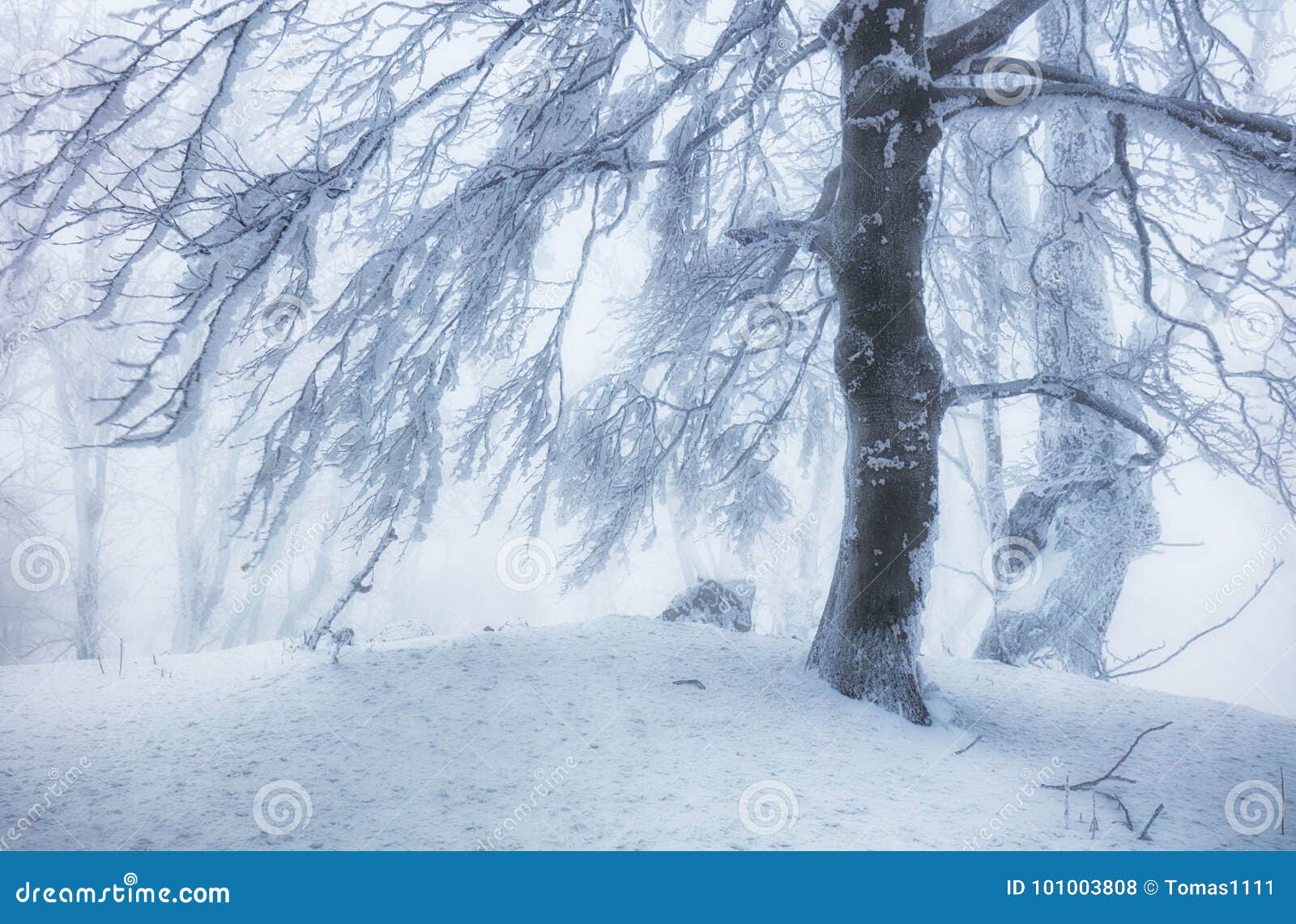 Frozen Landscape - Winter Mist Forest Stock Photo - Image of frozen ...