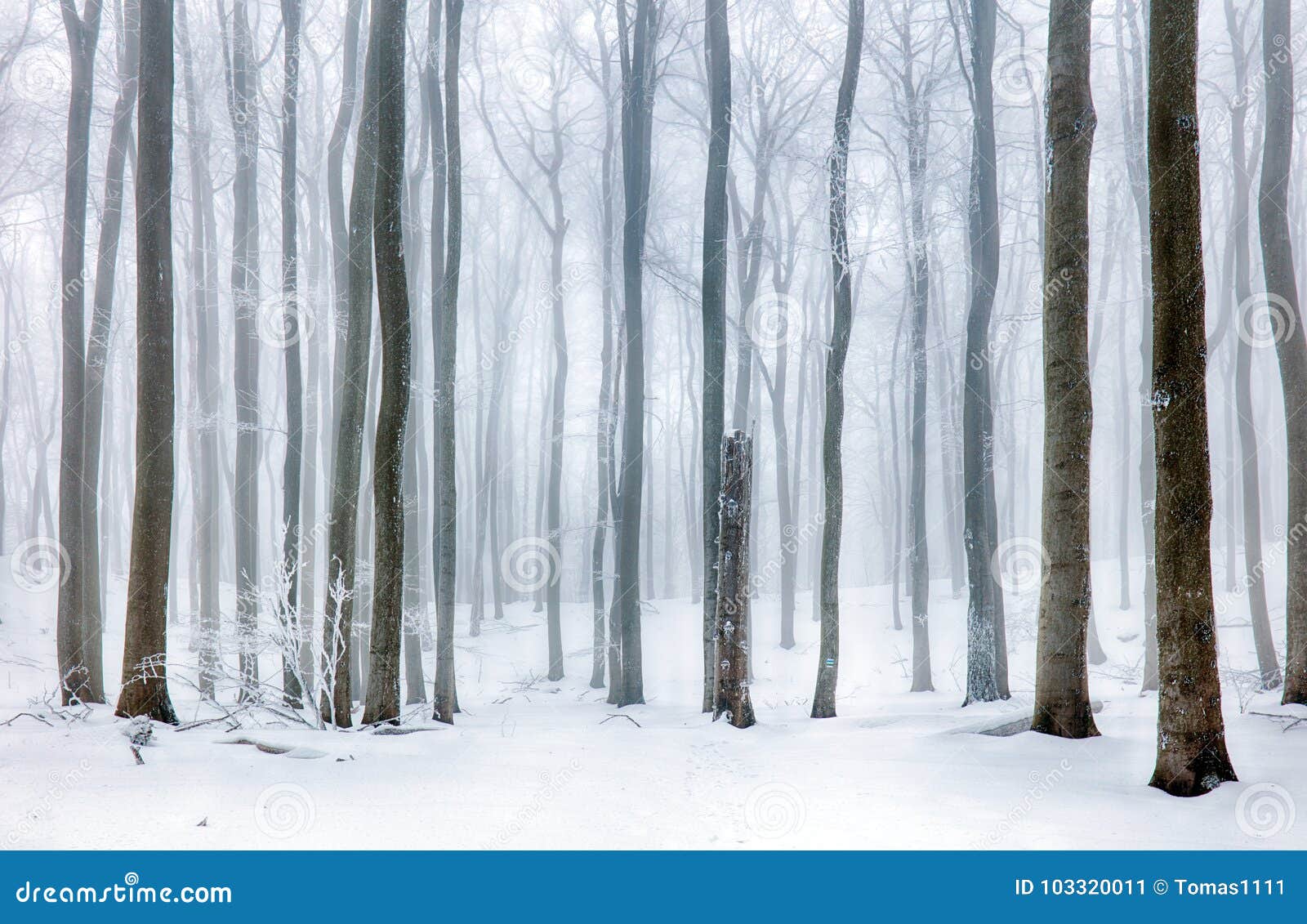 Frozen Landscape - Winter Mist Forest Stock Image - Image of nature ...