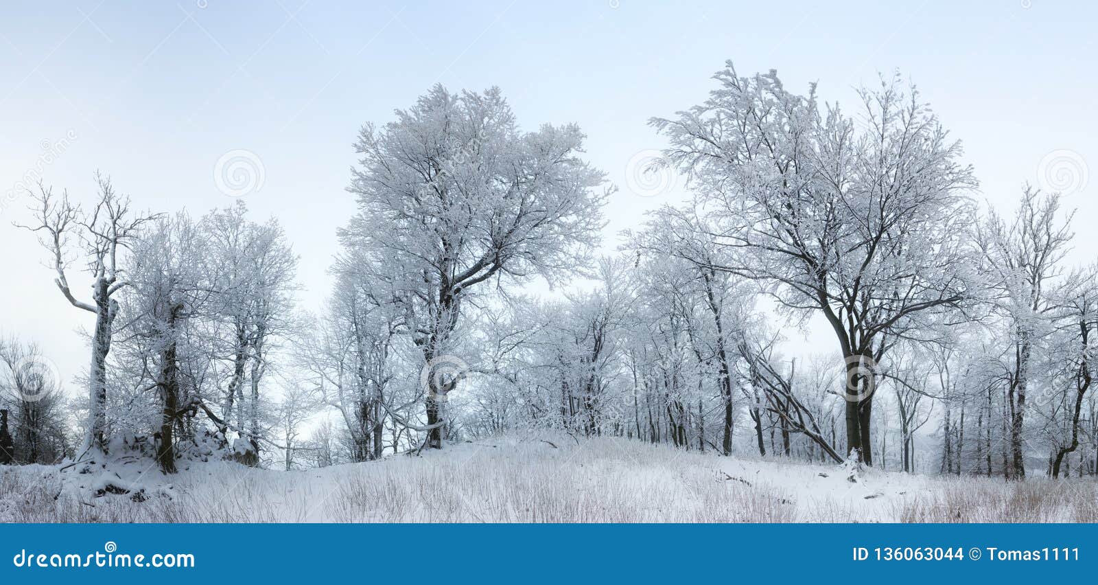 Frozen Landscape - Winter Mist Forest Stock Photo - Image of cover ...