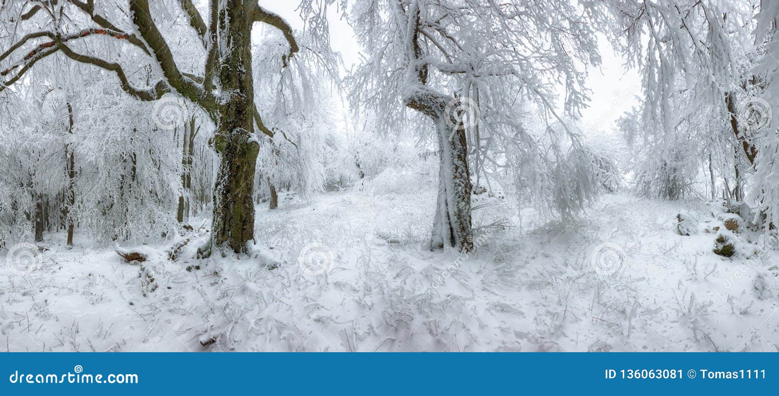 Frozen Landscape - Winter Mist Forest Stock Image - Image of season ...