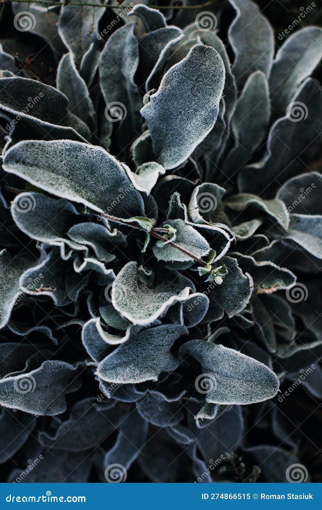 Frozen Lavender Bush. the Plant is in the Cold Stock Image - Image of ...