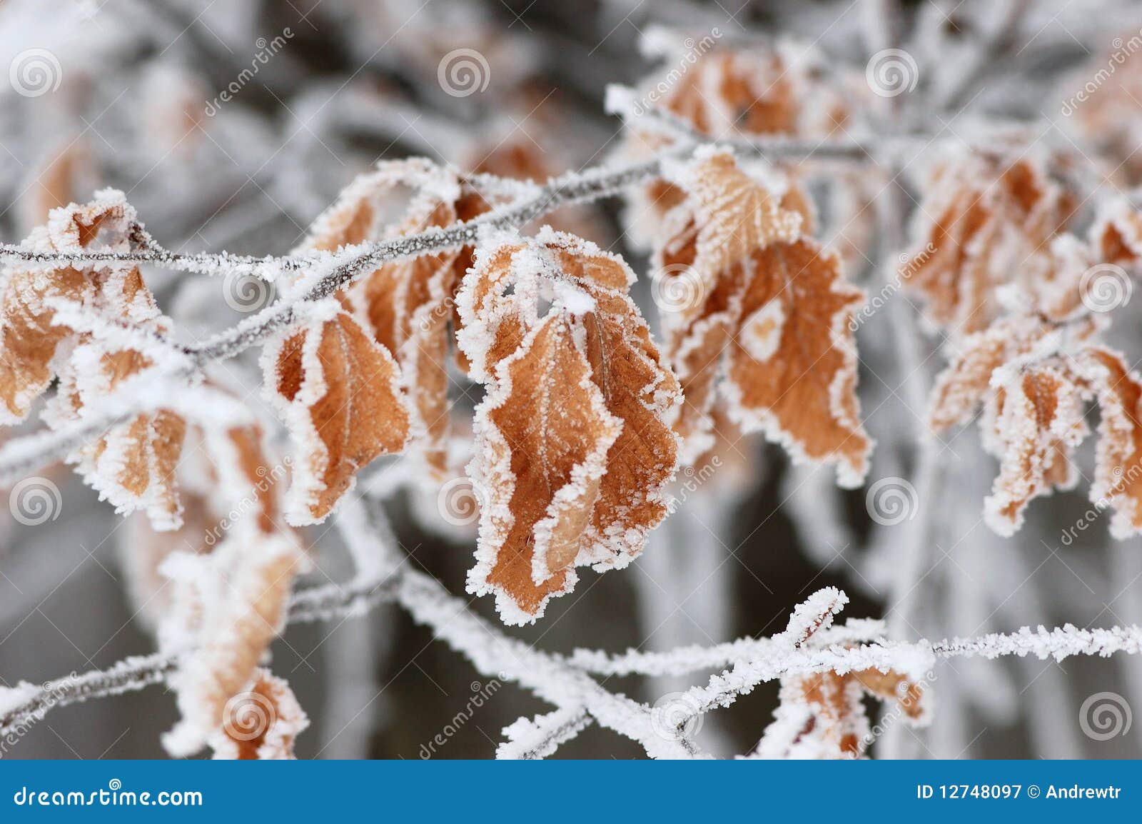 Frozen leaf stock image. Image of closeup, frozen, christmas - 12748097