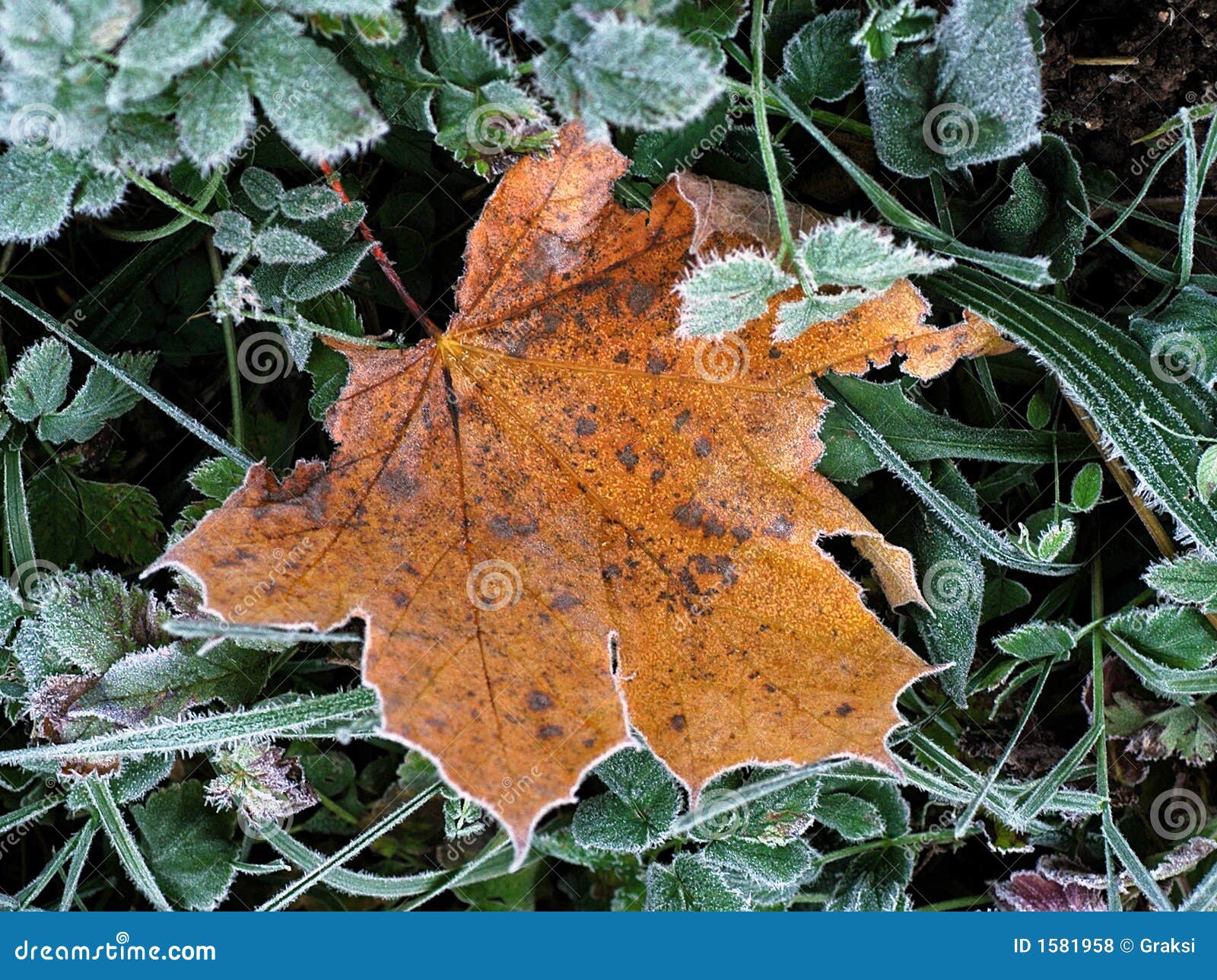 Frozen Leaf Royalty-Free Stock Photography | CartoonDealer.com #35880617