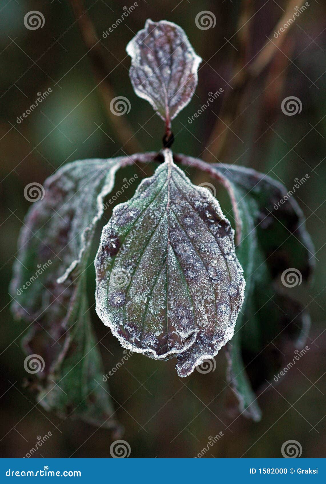 Frozen Leaf Royalty-Free Stock Photography | CartoonDealer.com #35880617