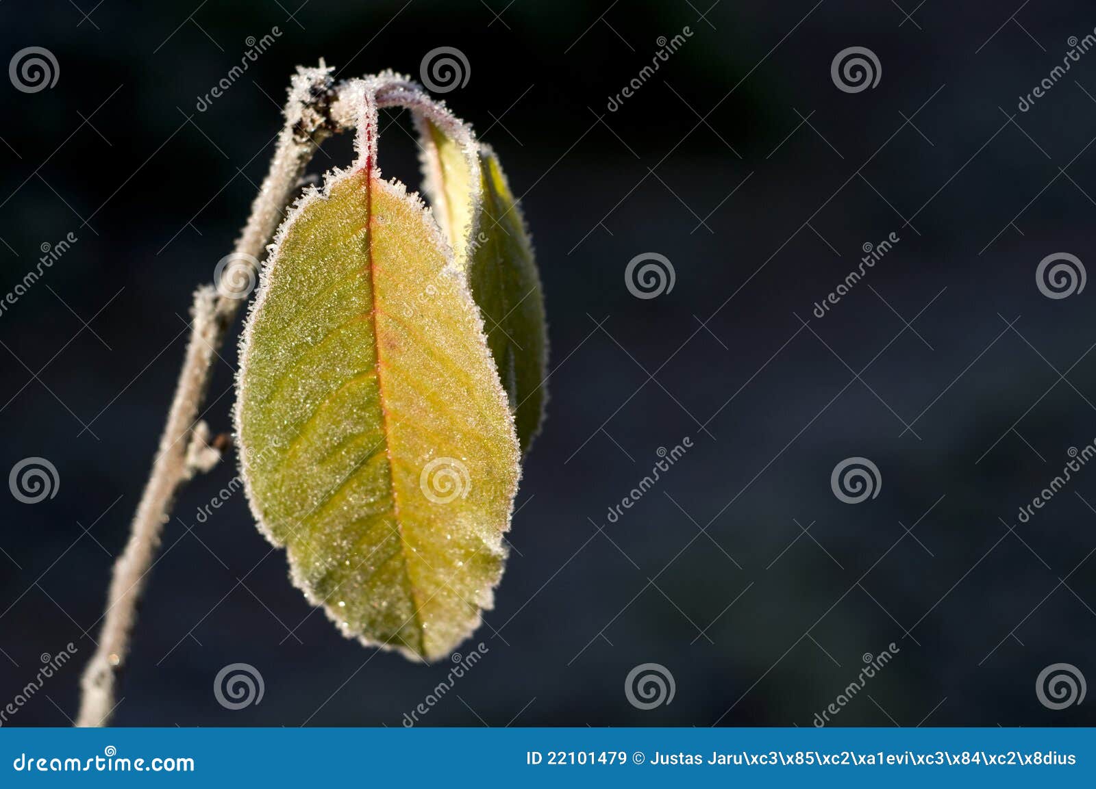 Frozen Leaf On Ground Royalty-Free Stock Photo | CartoonDealer.com ...