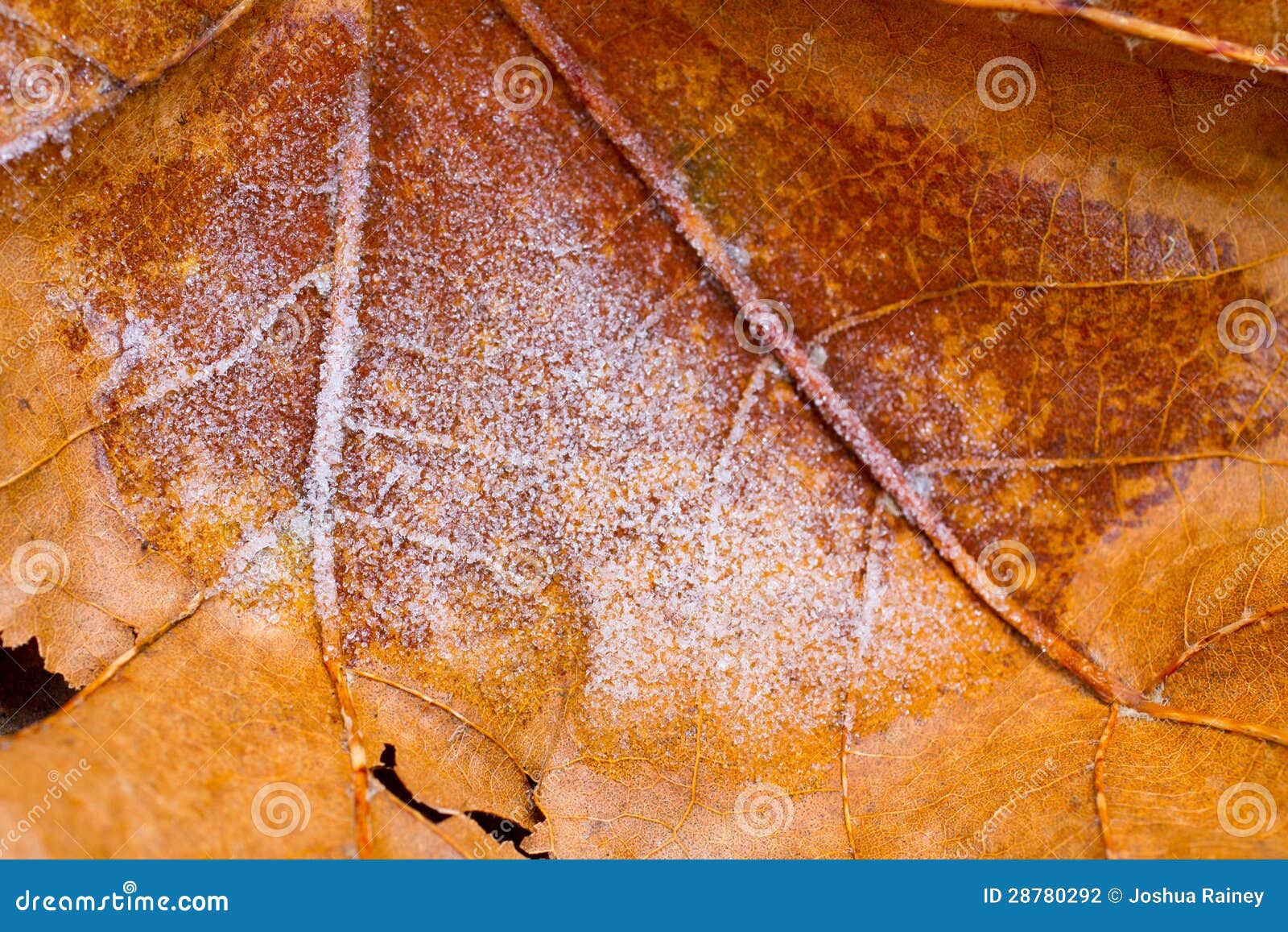 Frozen Leaf stock photo. Image of frozen, freezing, leaf - 28780292