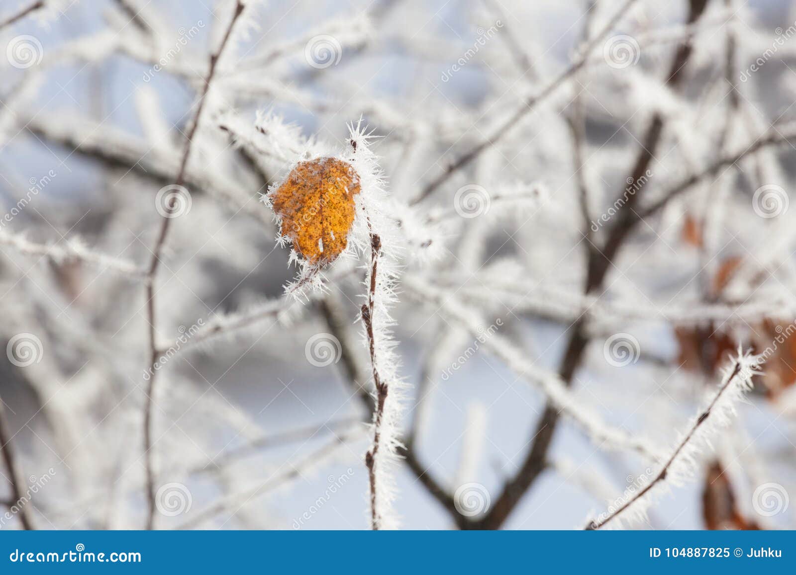Frozen Leaf Cold Autumn Day Stock Image - Image of scenic, frosty ...